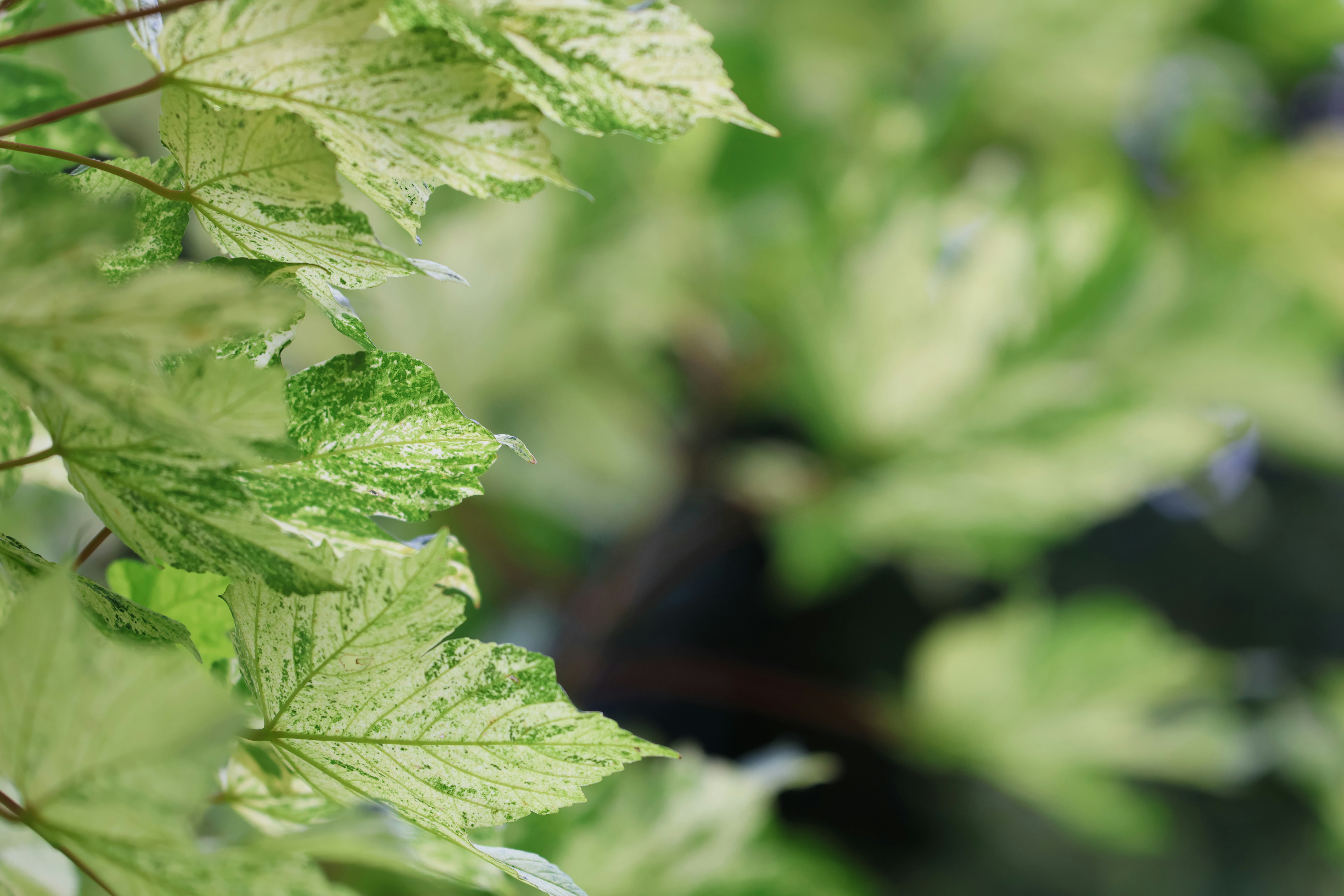 Lush Variegation on a Sunlit Leaf Edge