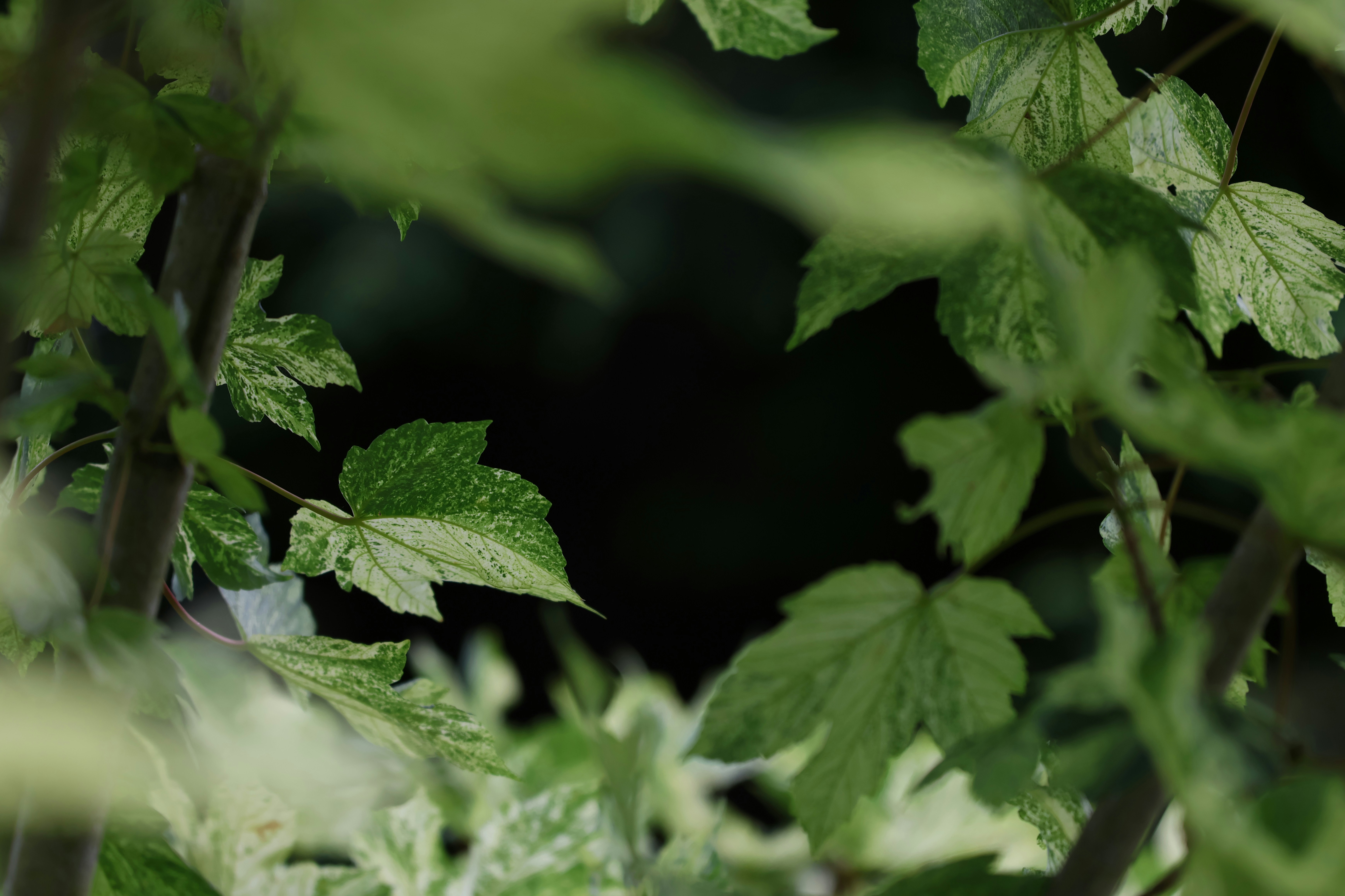 Green Veil: Close-Up of Leafy Foliage Framed by Soft Depth