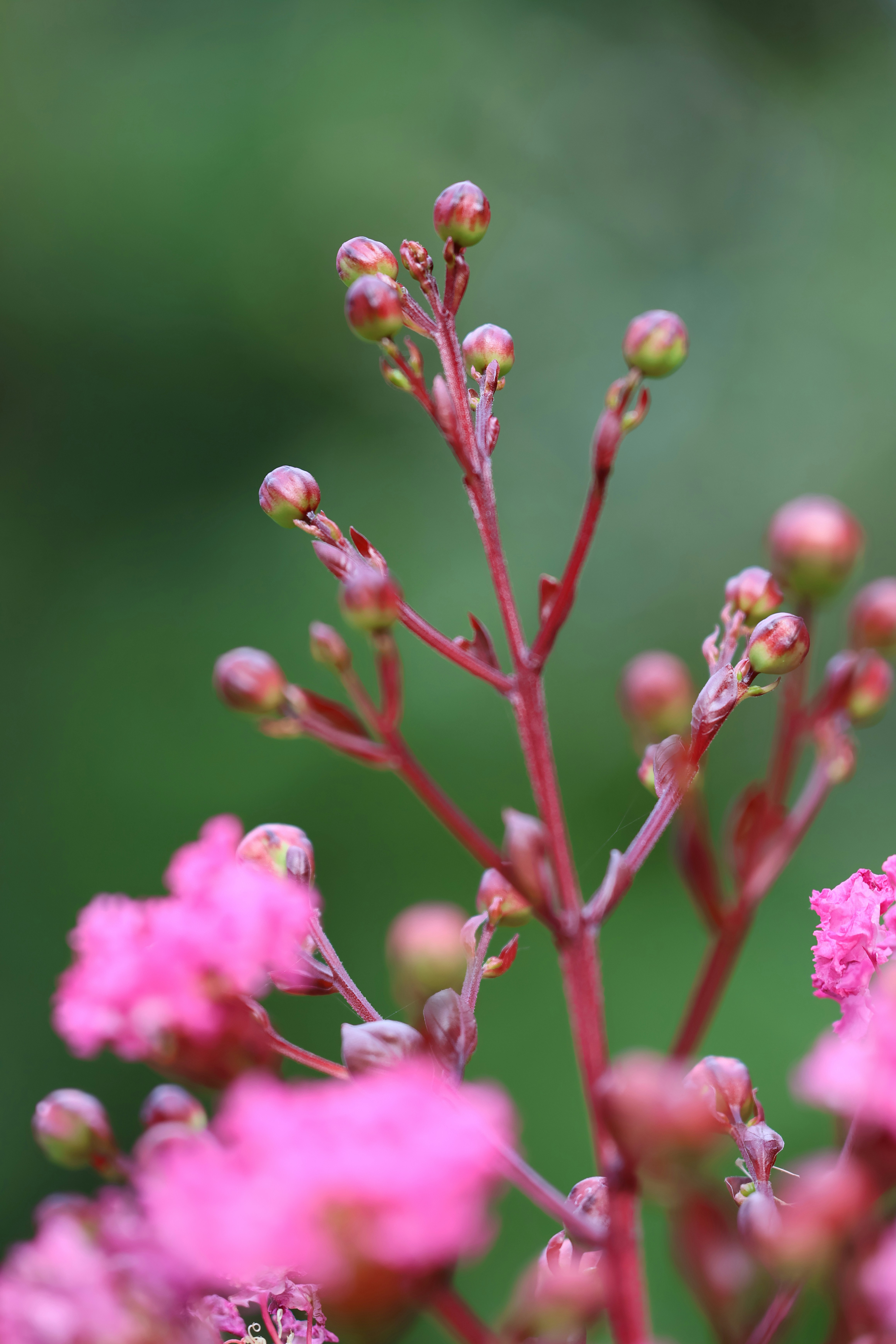 Crimson Buds: A Close-Up of Spring’s First Pink Flourish