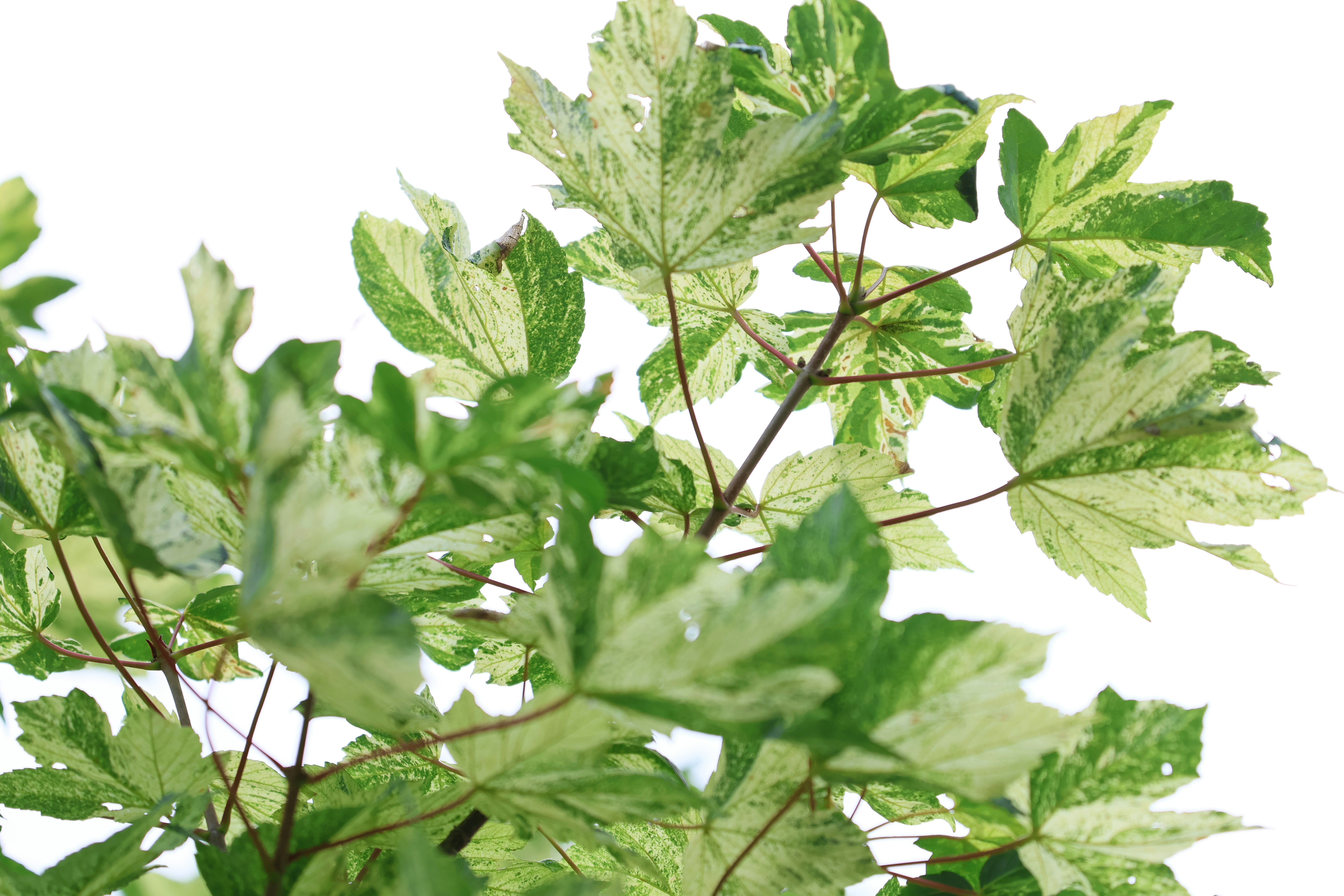 Close-up of variegated maple leaves against a white background, highlighting leaf texture and venation; a botanical study in green and cream tones. (Illustration-style presentation)