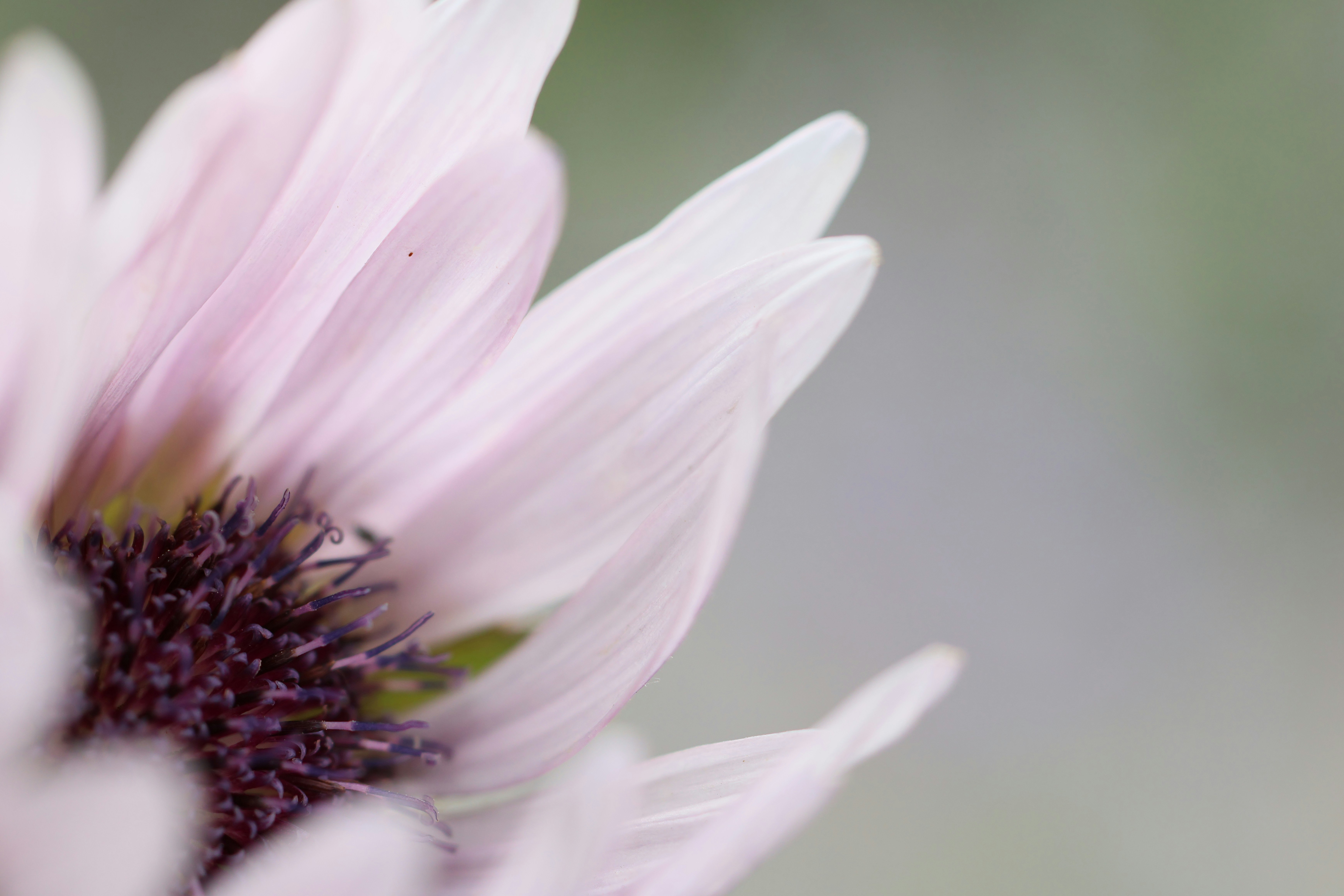Soft Petal Focus: Pink Daisy Close-Up