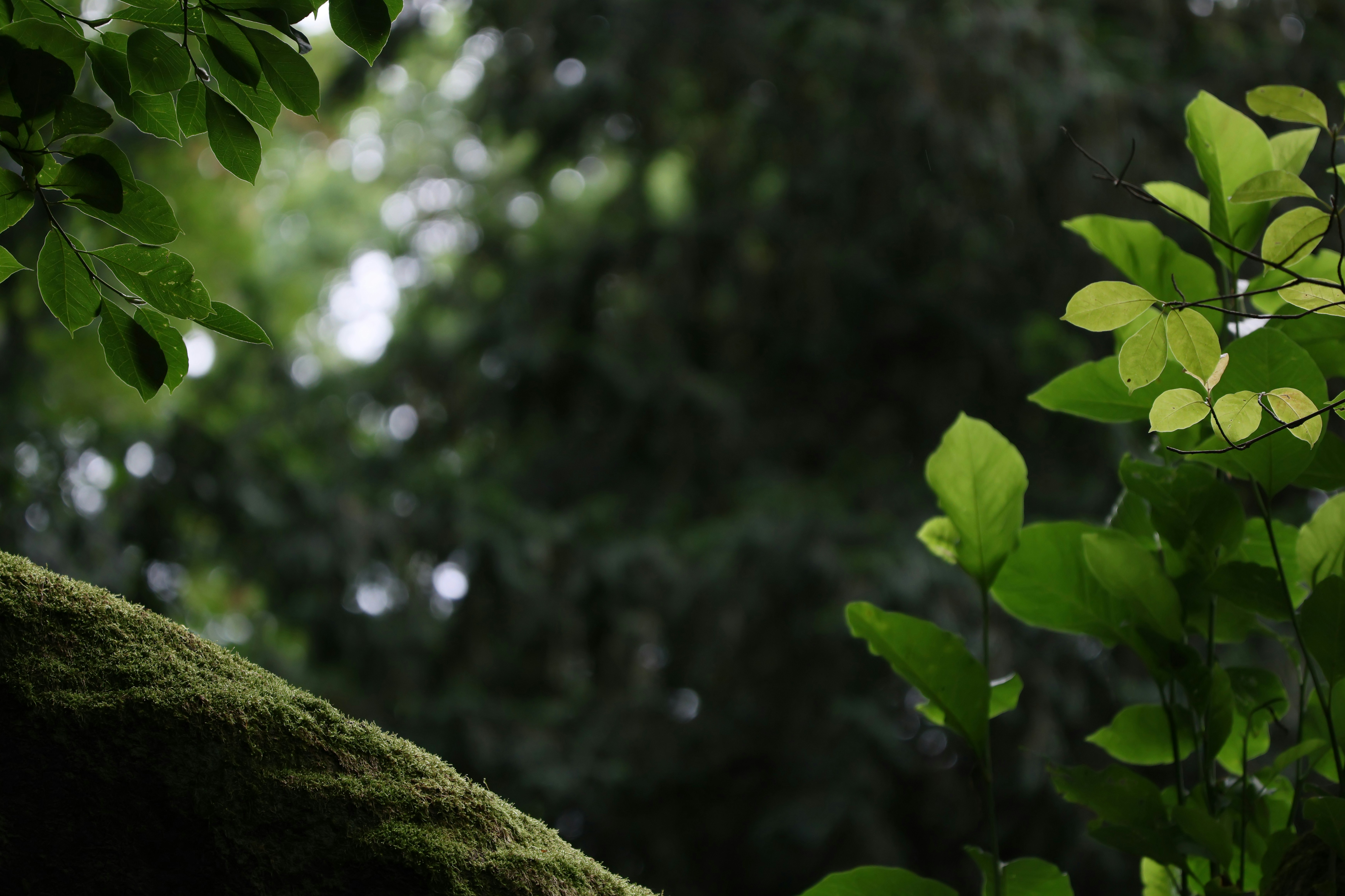  mossy ledge and lush greenery in a shadowed forest