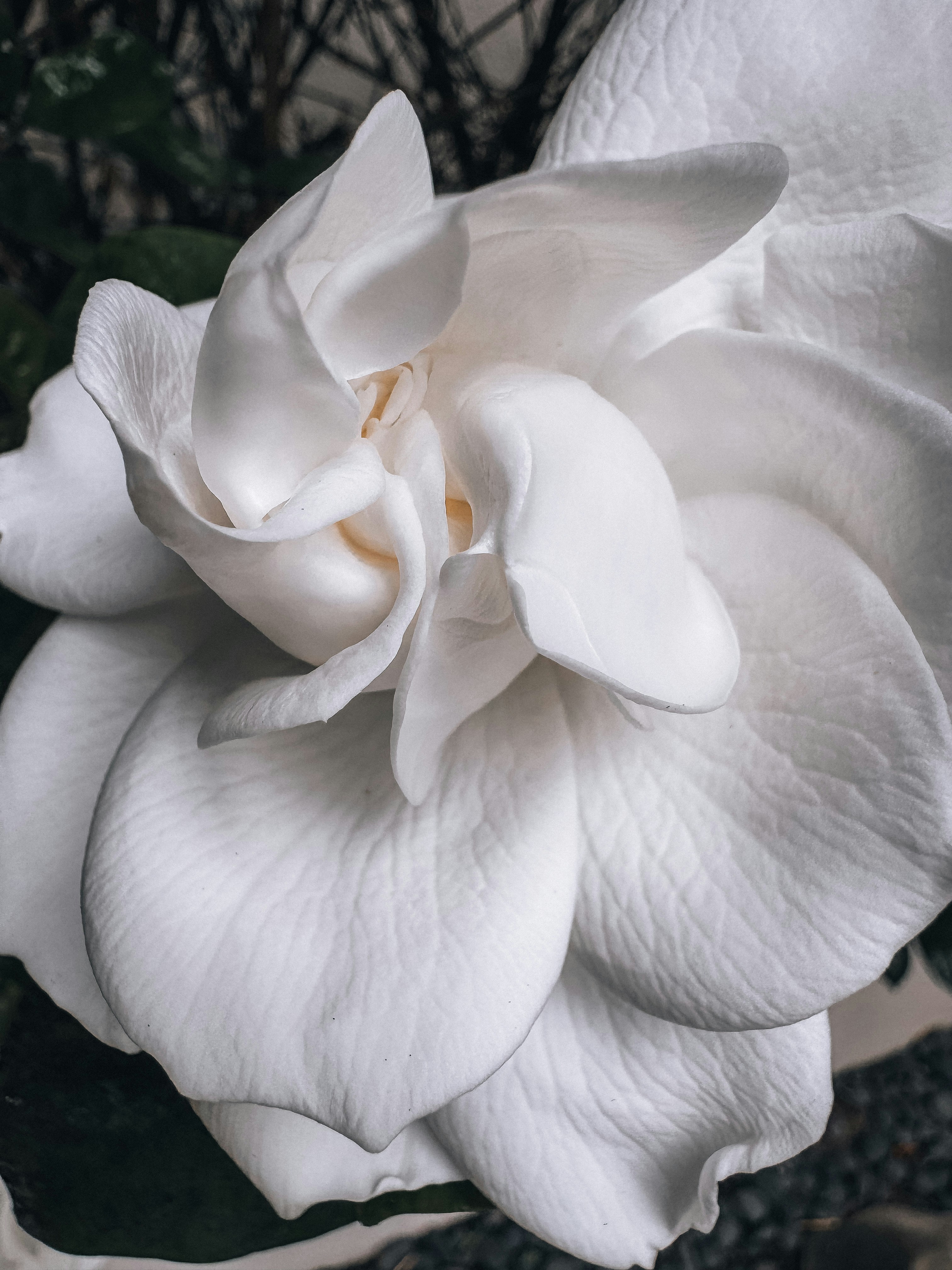 White Whisper: A Close-Up of Velvet Petals Unfurled
