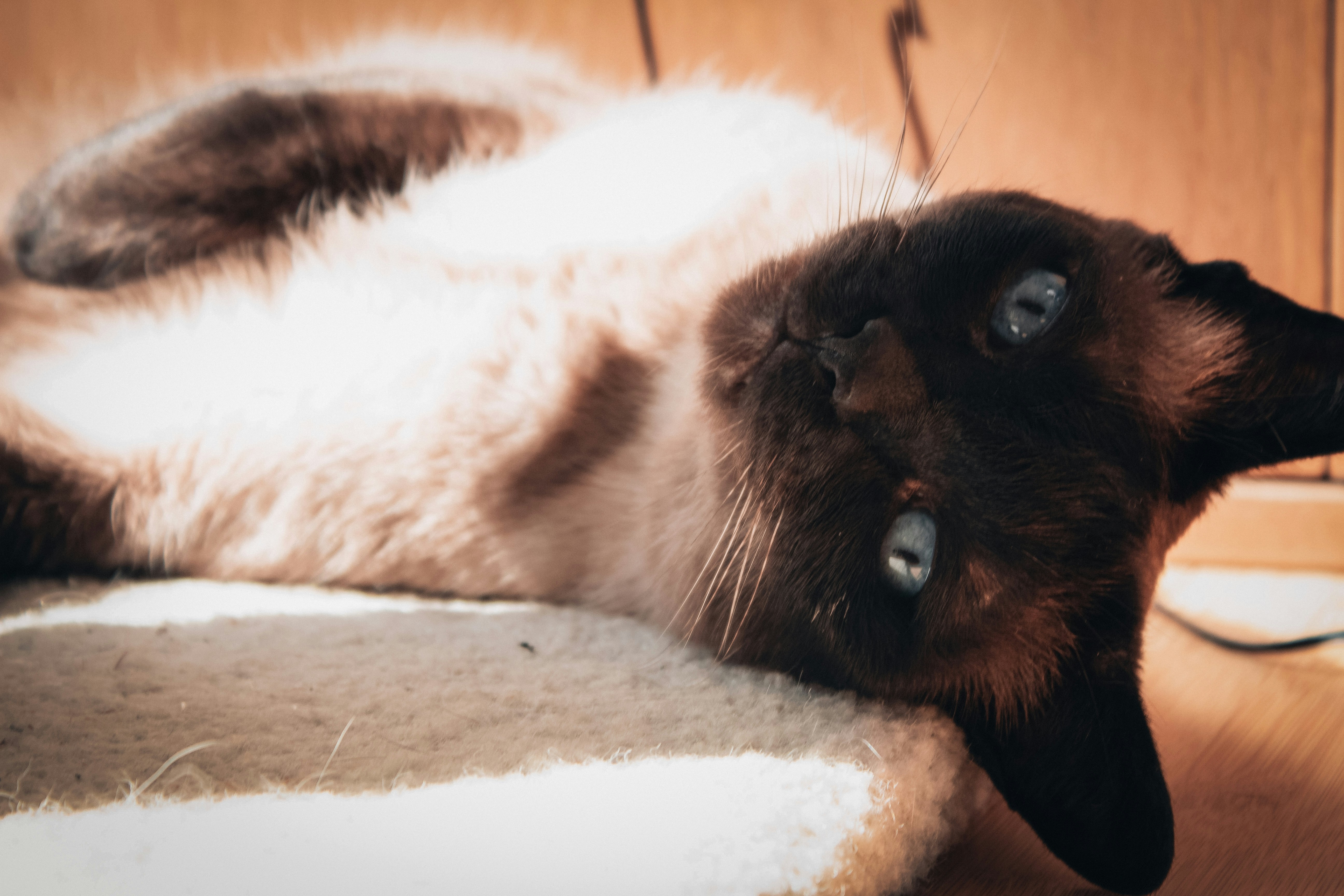 Close-up of a relaxed cat with striking blue eyes resting on a carpet in warm indoor lighting. A portrait-like capture highlighting fur texture and cozy atmosphere.