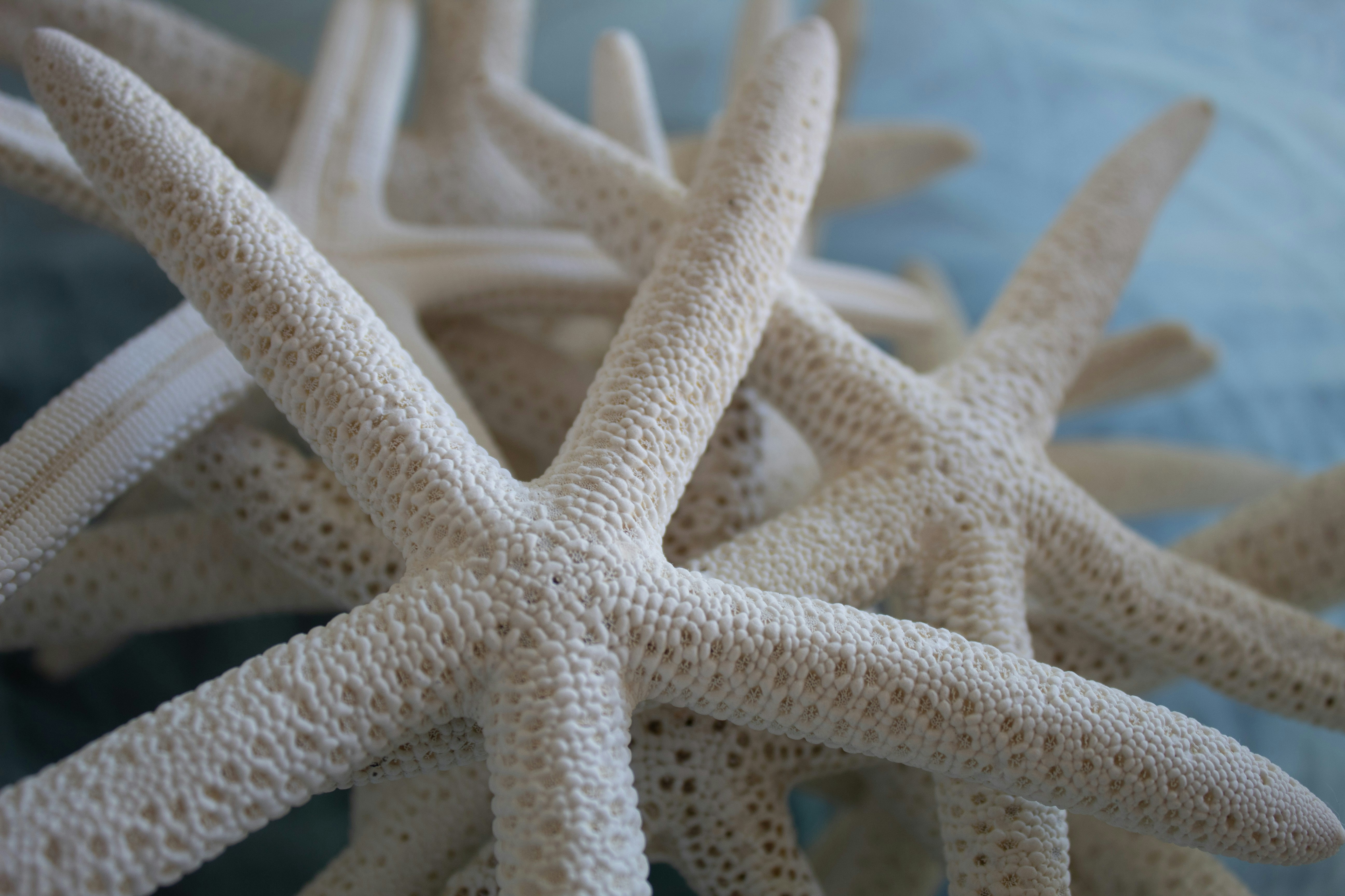 White starbursts: a close study of coral-like starfish on a blue blanket