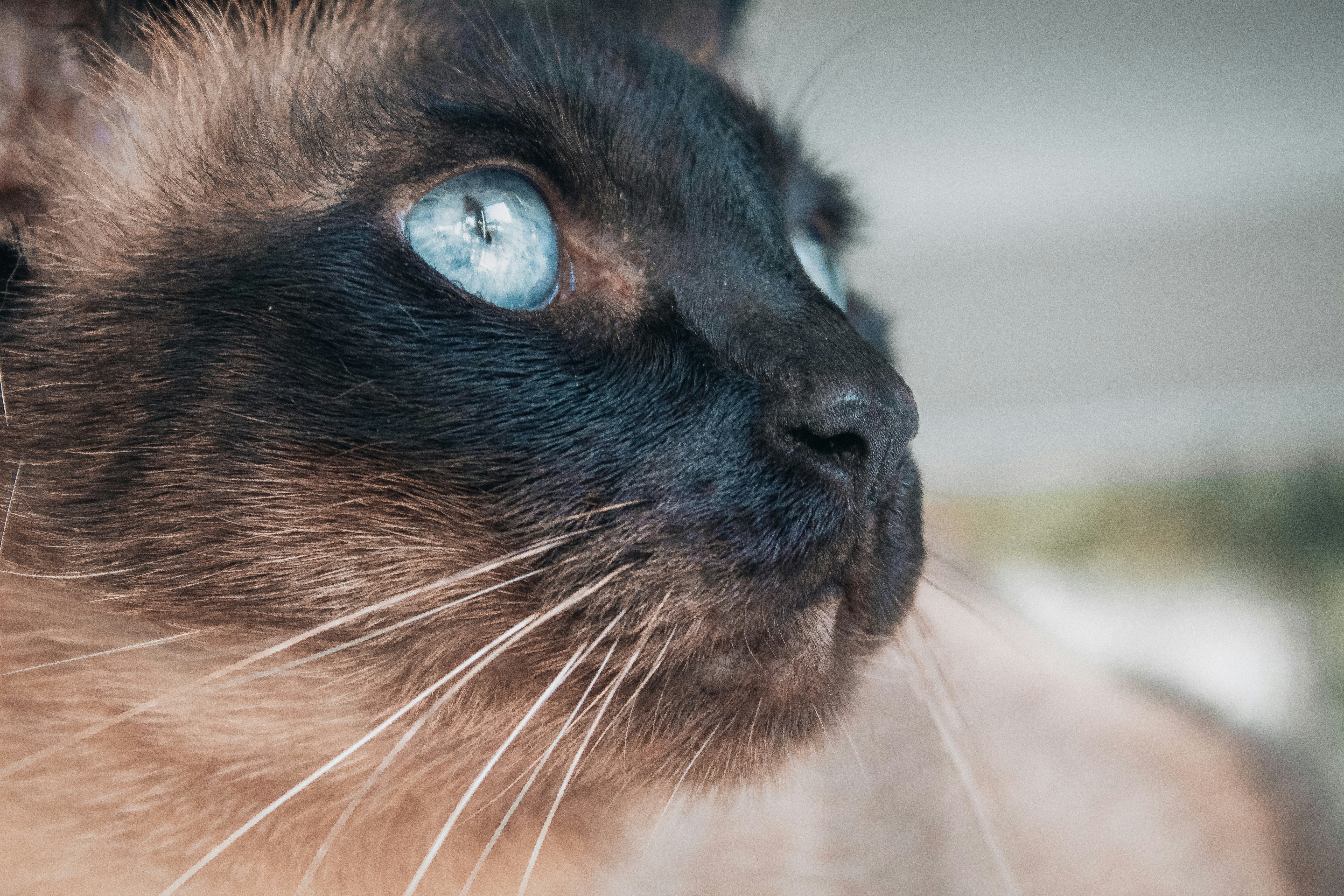 Close-Up of a Blue-Eyed Cat in Soft Morning Light