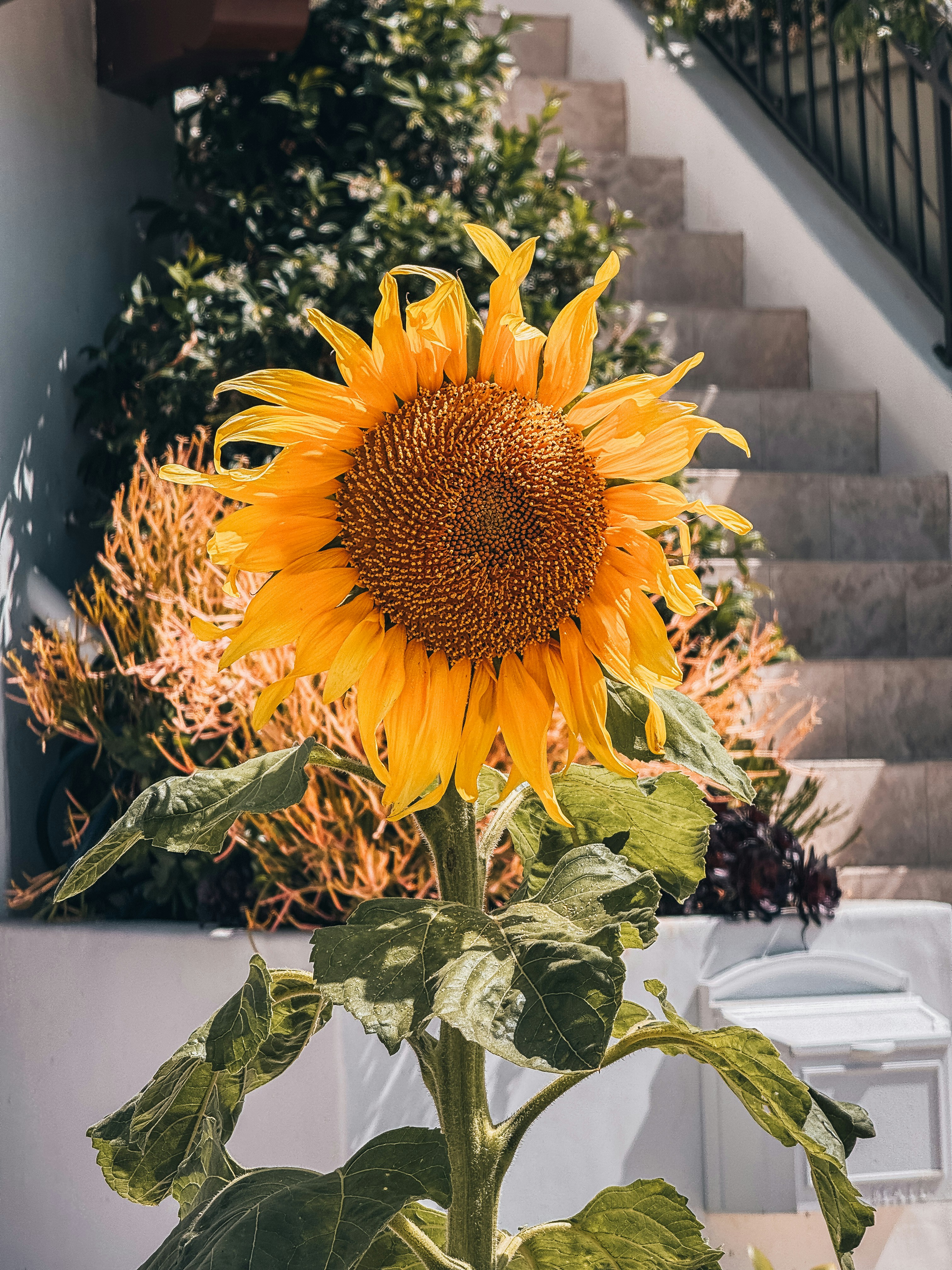 Sunlit Central Bloom: A single sunflower against stone stairs