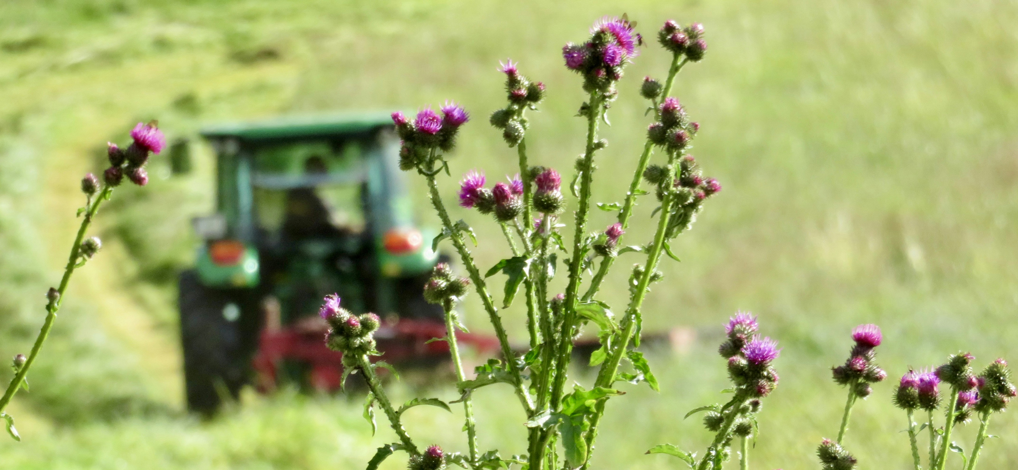 Pink-topped thistles in sharp focus with a blurred tractor backdrop