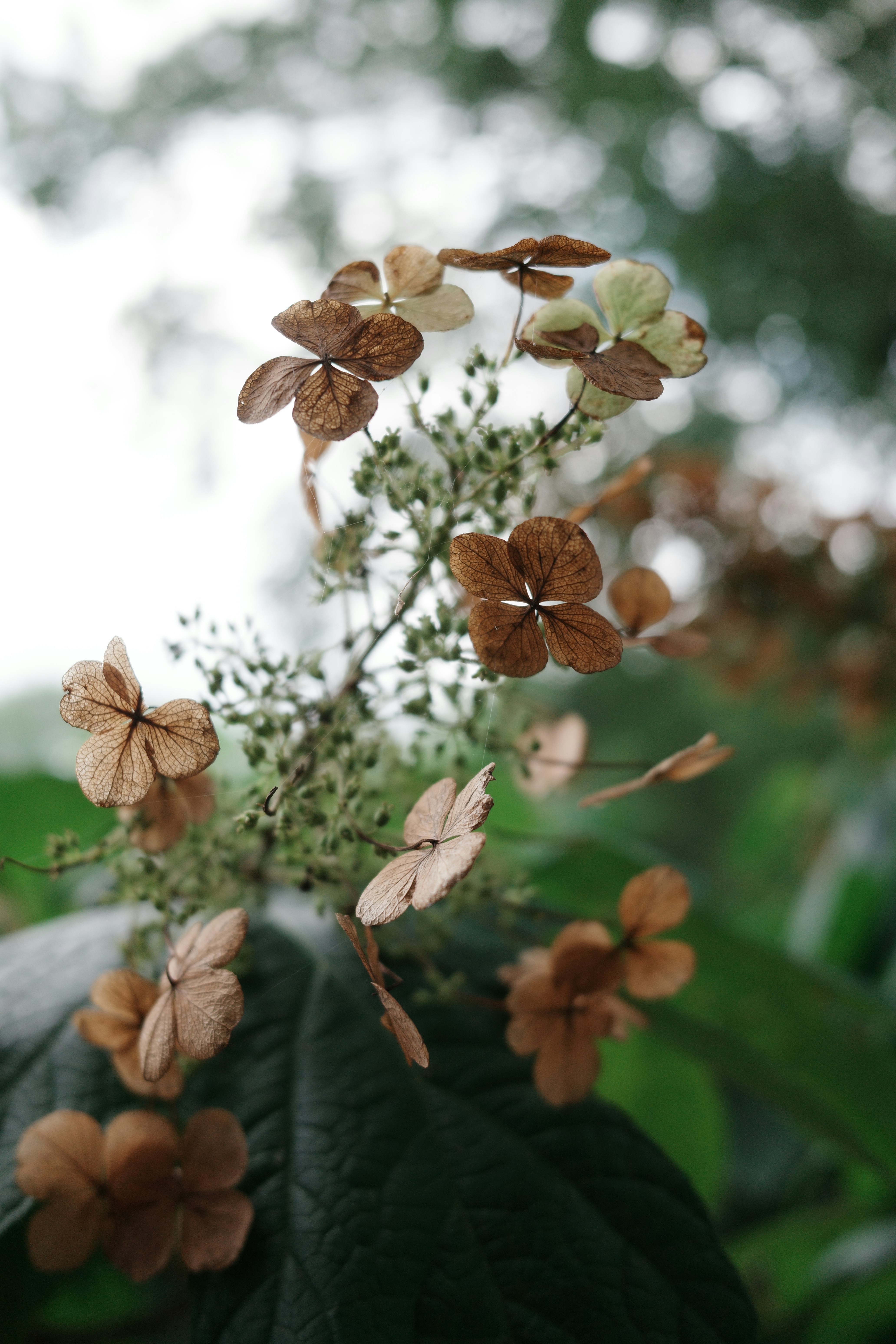 Close-up of dried brown hydrangea petals and delicate greens in a garden, with a softly blurred background. A framed still-life-like arrangement emphasizing texture and muted tones.