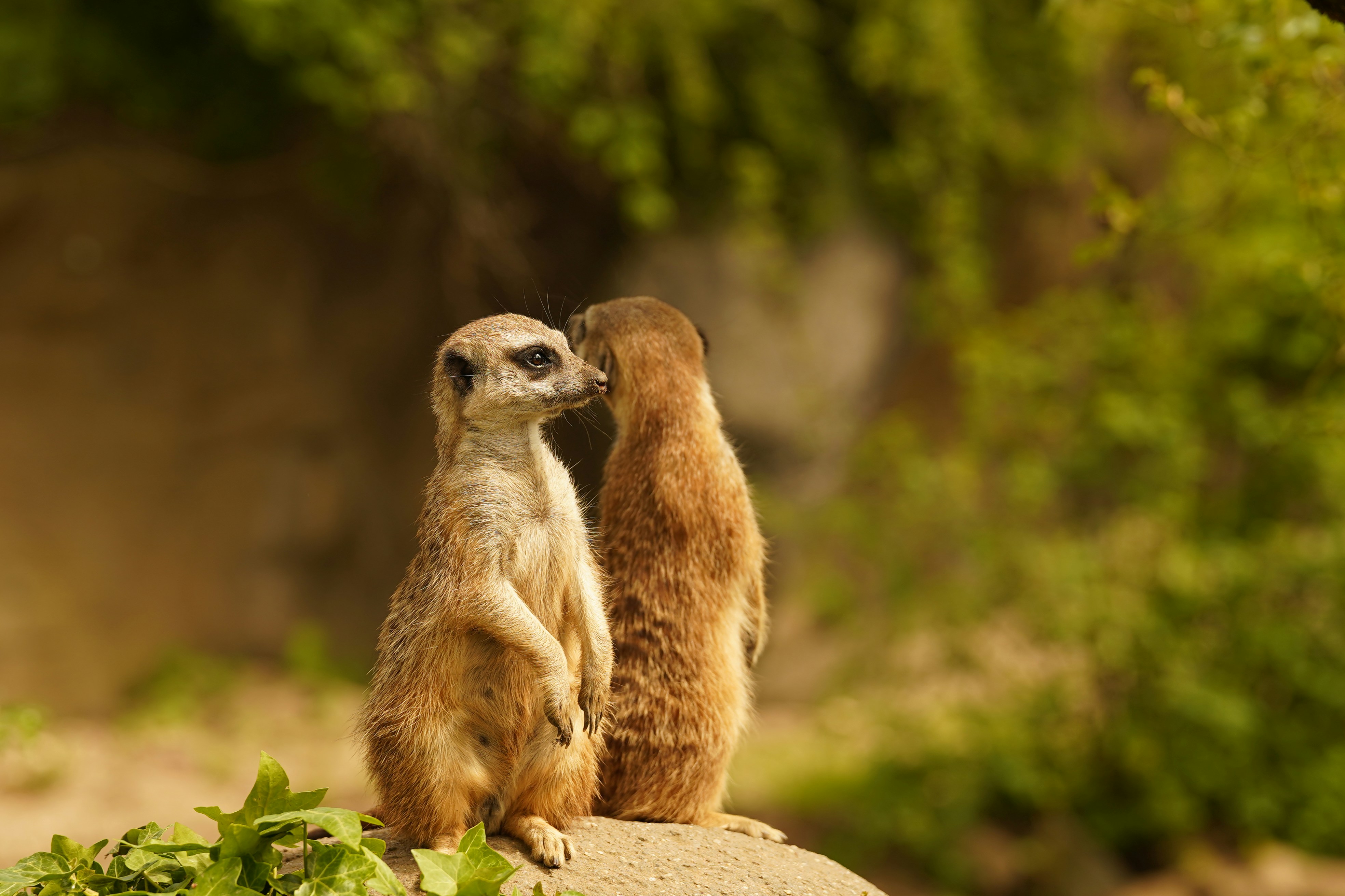 A tender moment: meerkats share a quiet gaze on sunlit sand