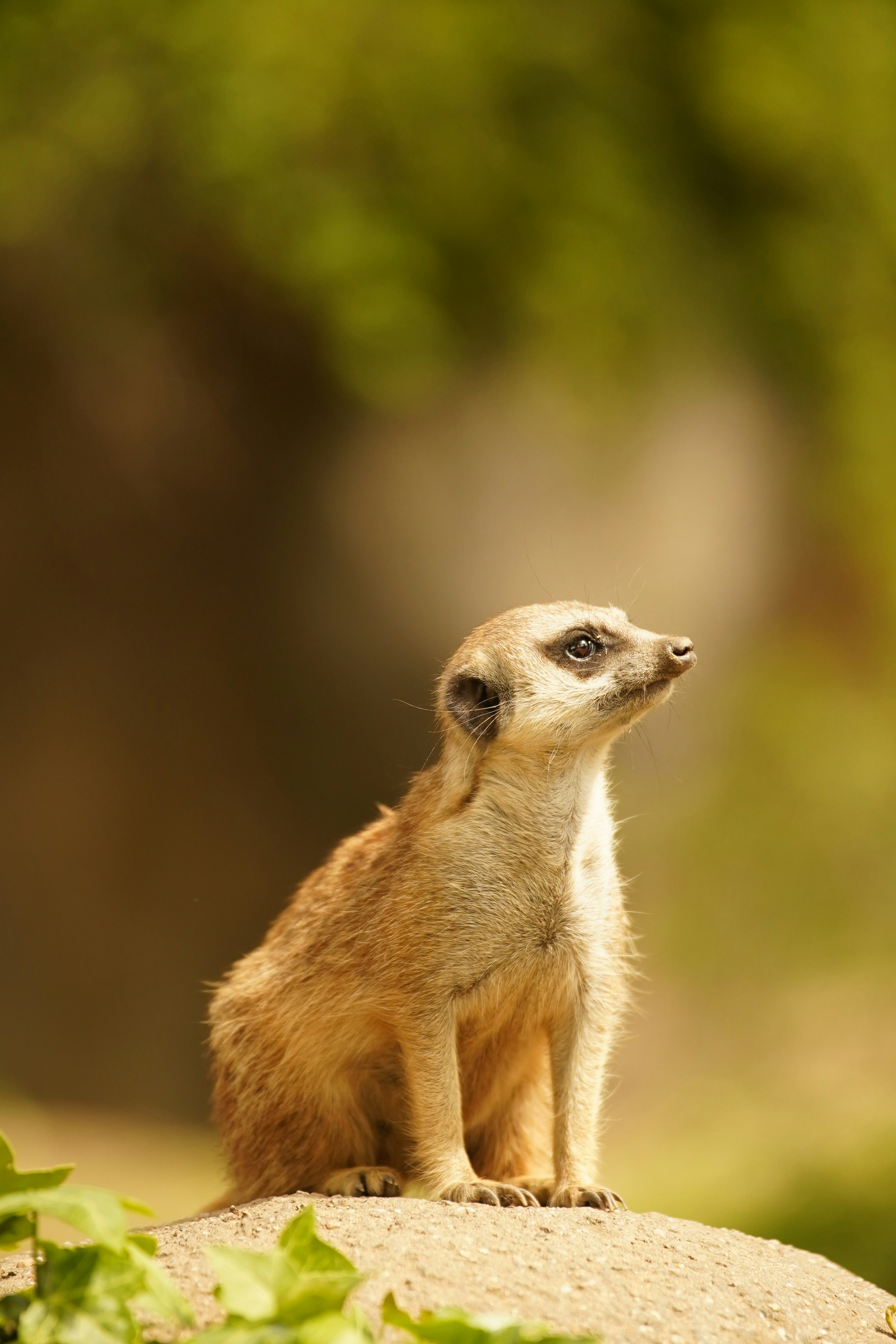 Curious Sentinel: A Meerkat Upright on Sunlit Sand