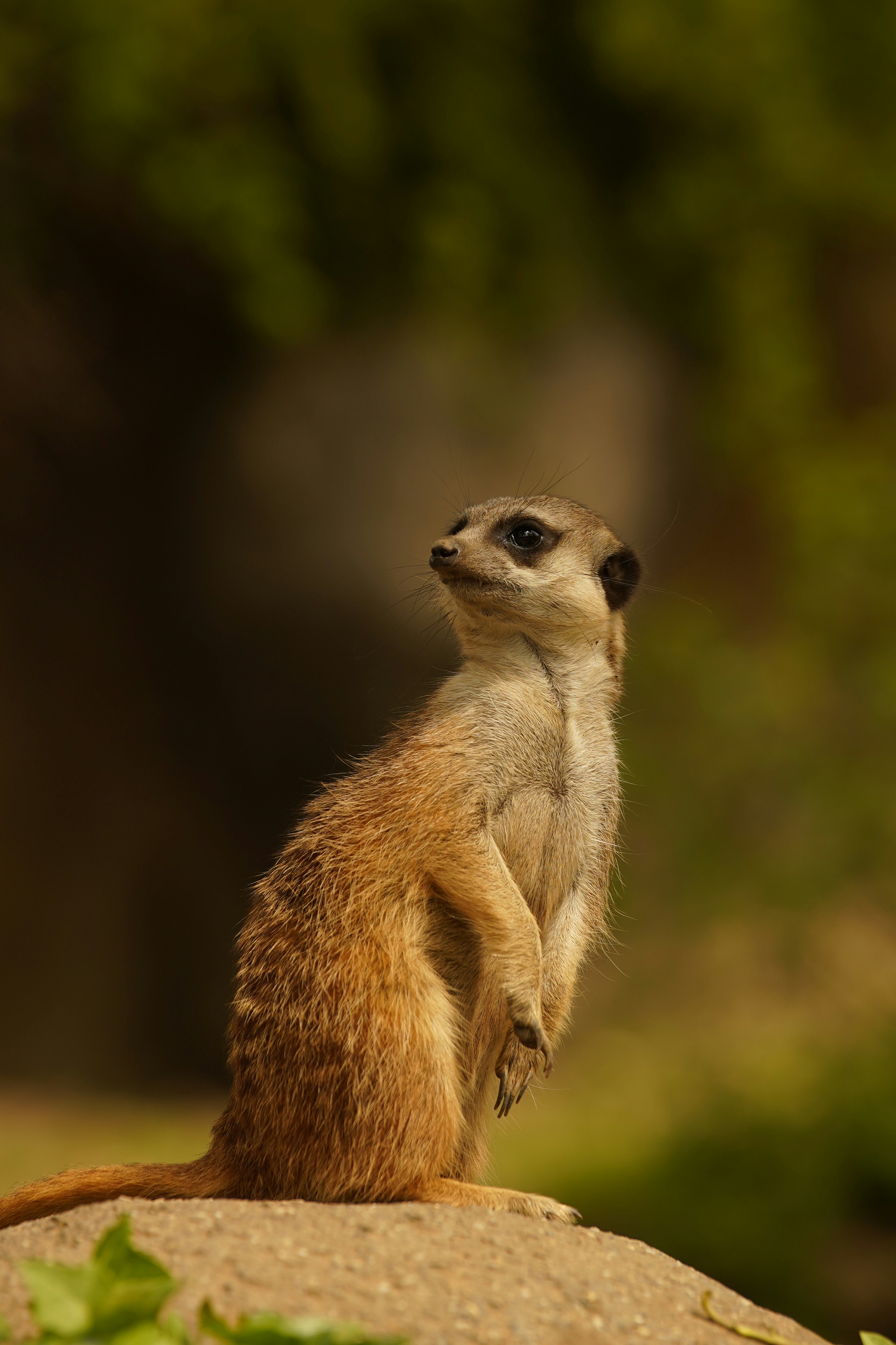 Watchful Sentinel on a Sunlit Post