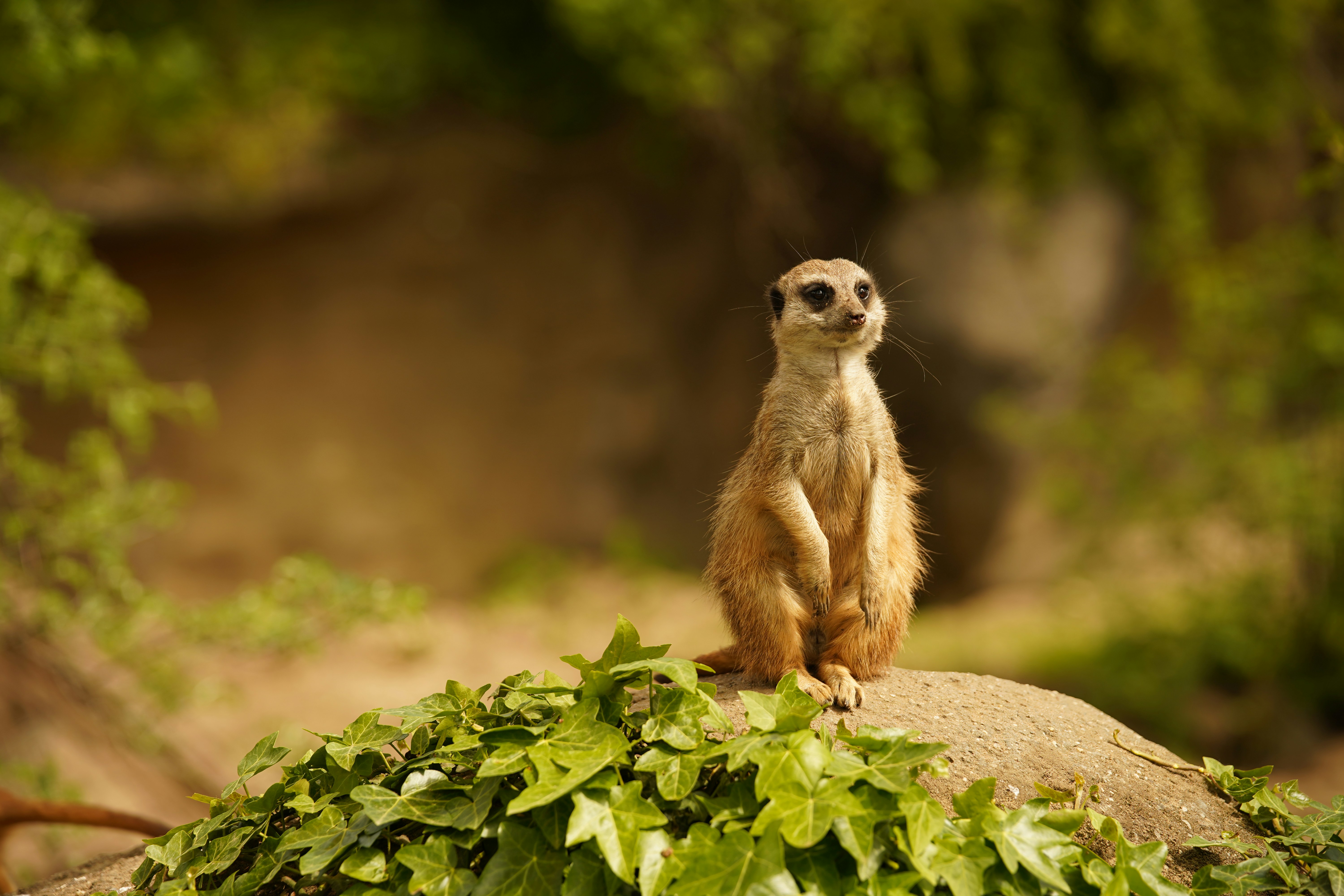Curious Sentinel on a Sunlit Boulder