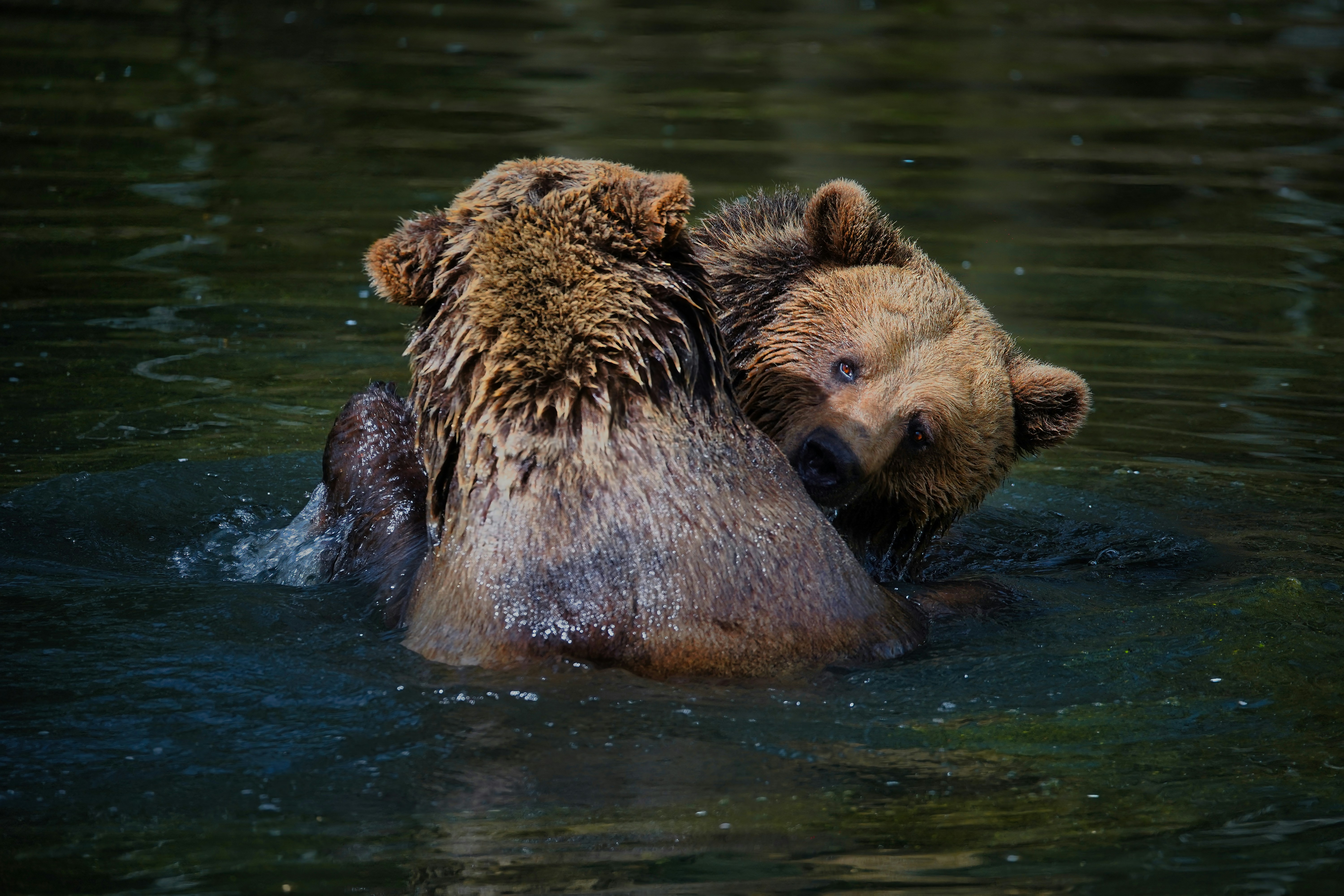 Bear Dual in the River: Playful Confrontation Under Dappled Light