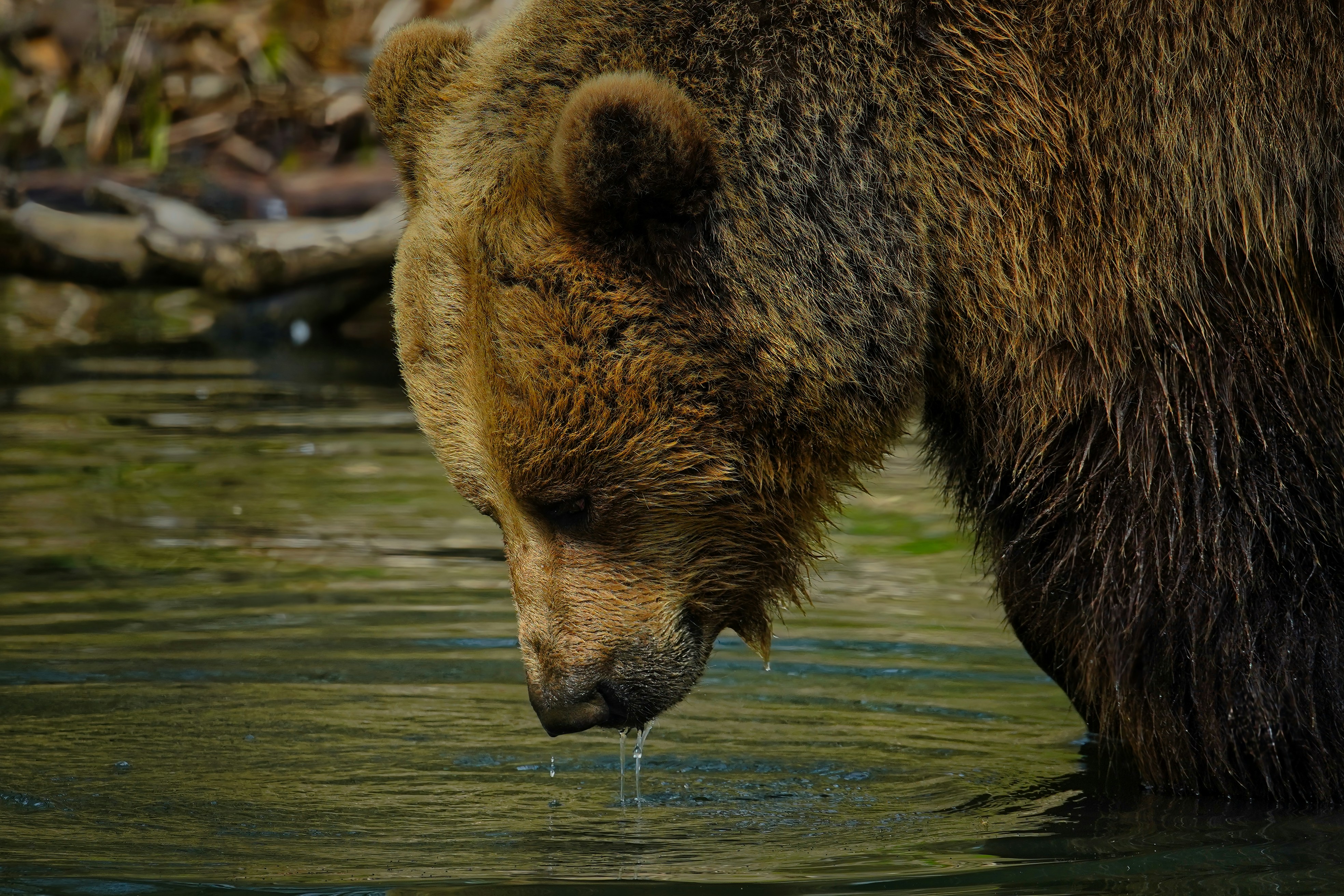 Liquid Contemplation: A Grizzly Sips from Quiet Waters