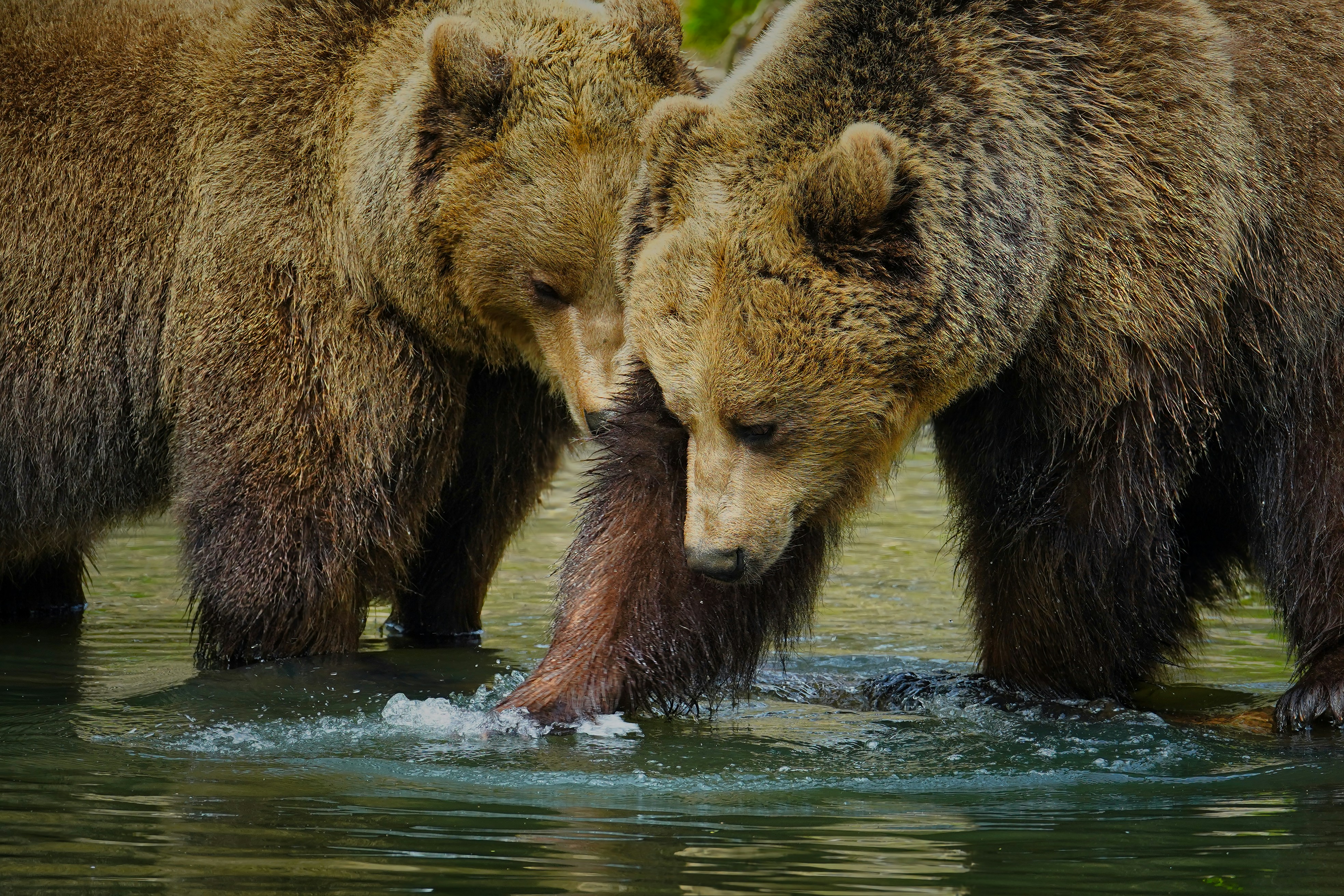 Close Quarrel at the River: Two Brown Bears in Consultation