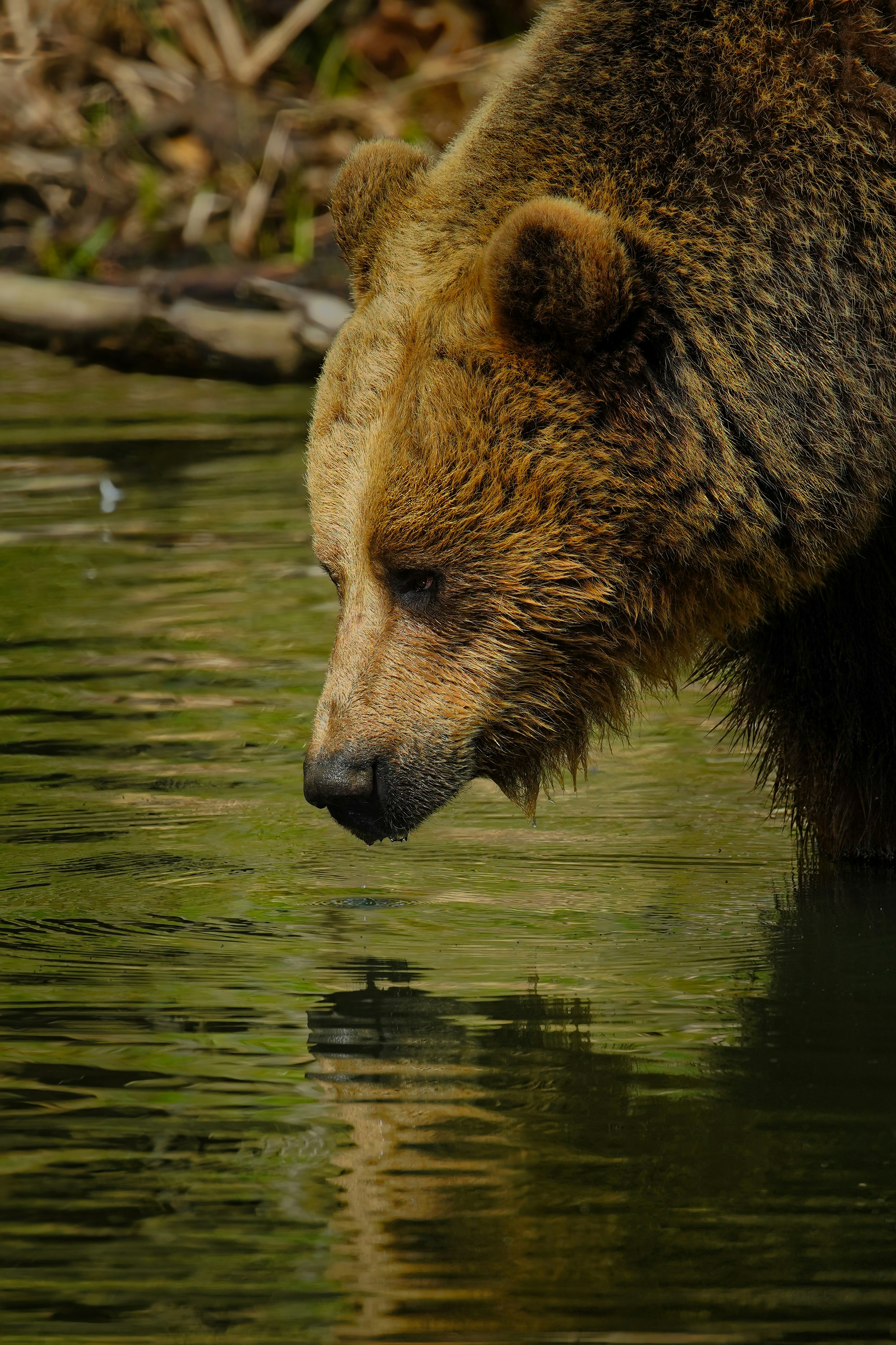 Bathing in Shadowed Light: Bear Dip