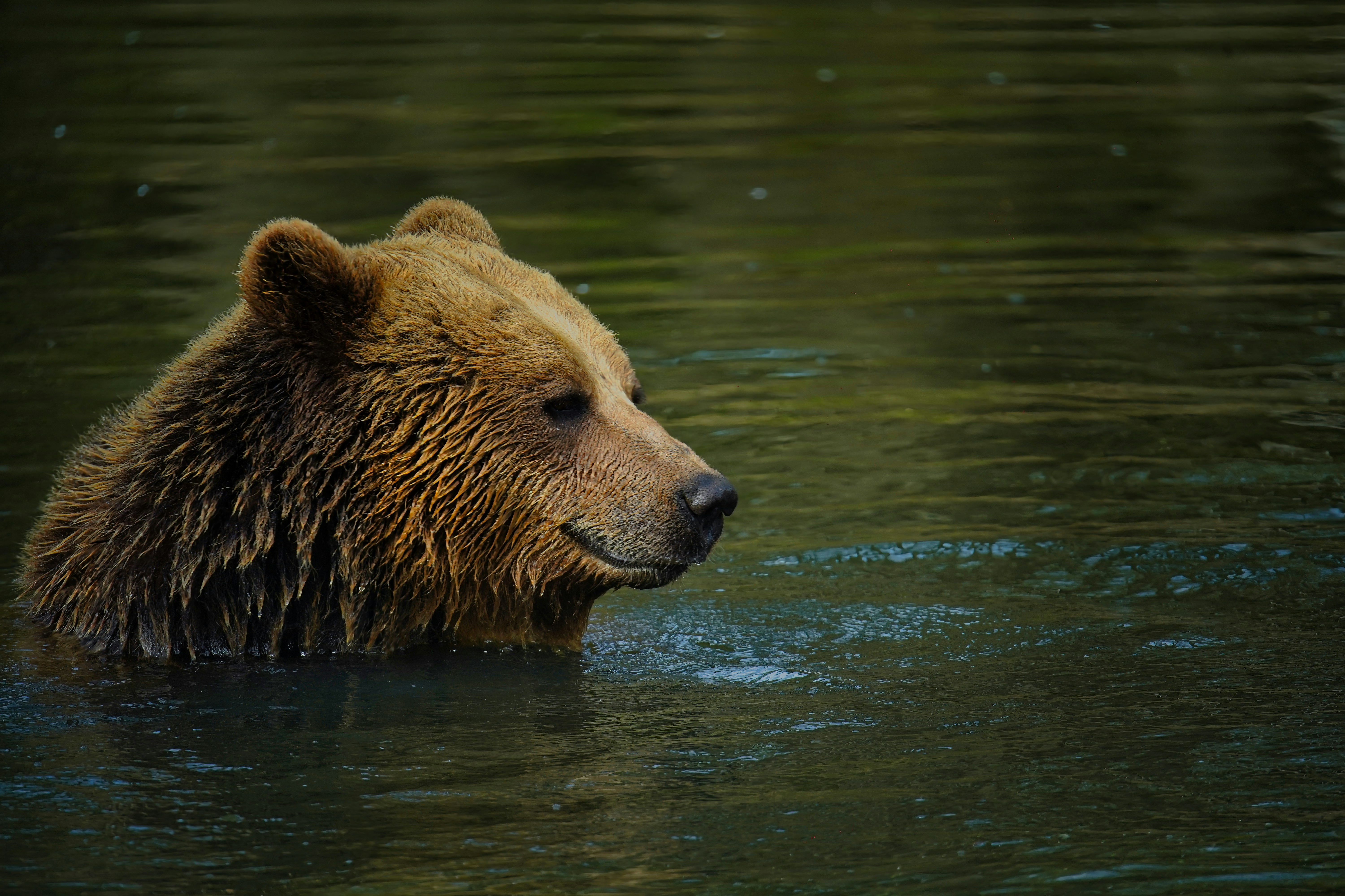 Cedar River Apprentice: A Brown Bear Waves Hello