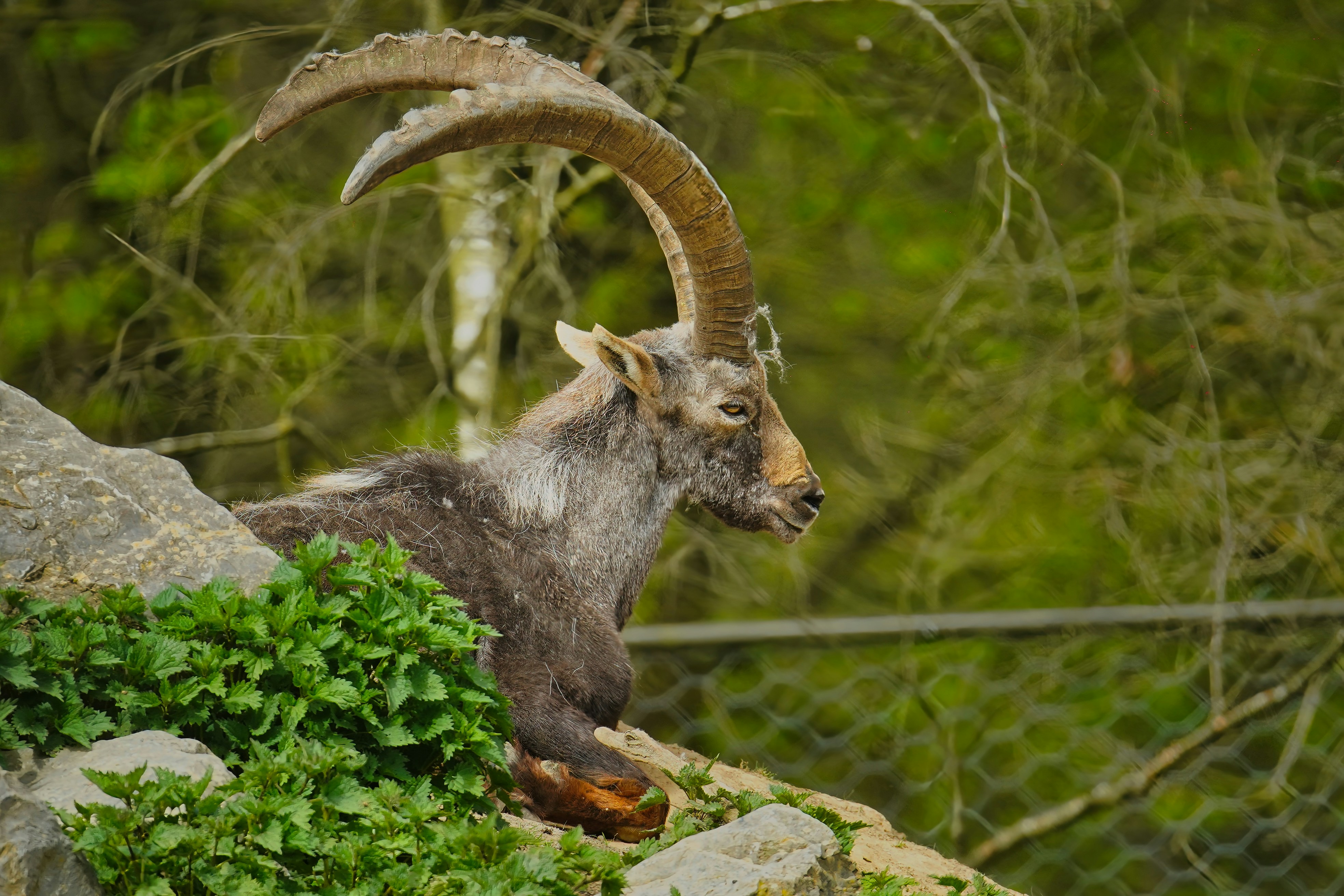 Majestic Alpine Ram in Gentle Meadow