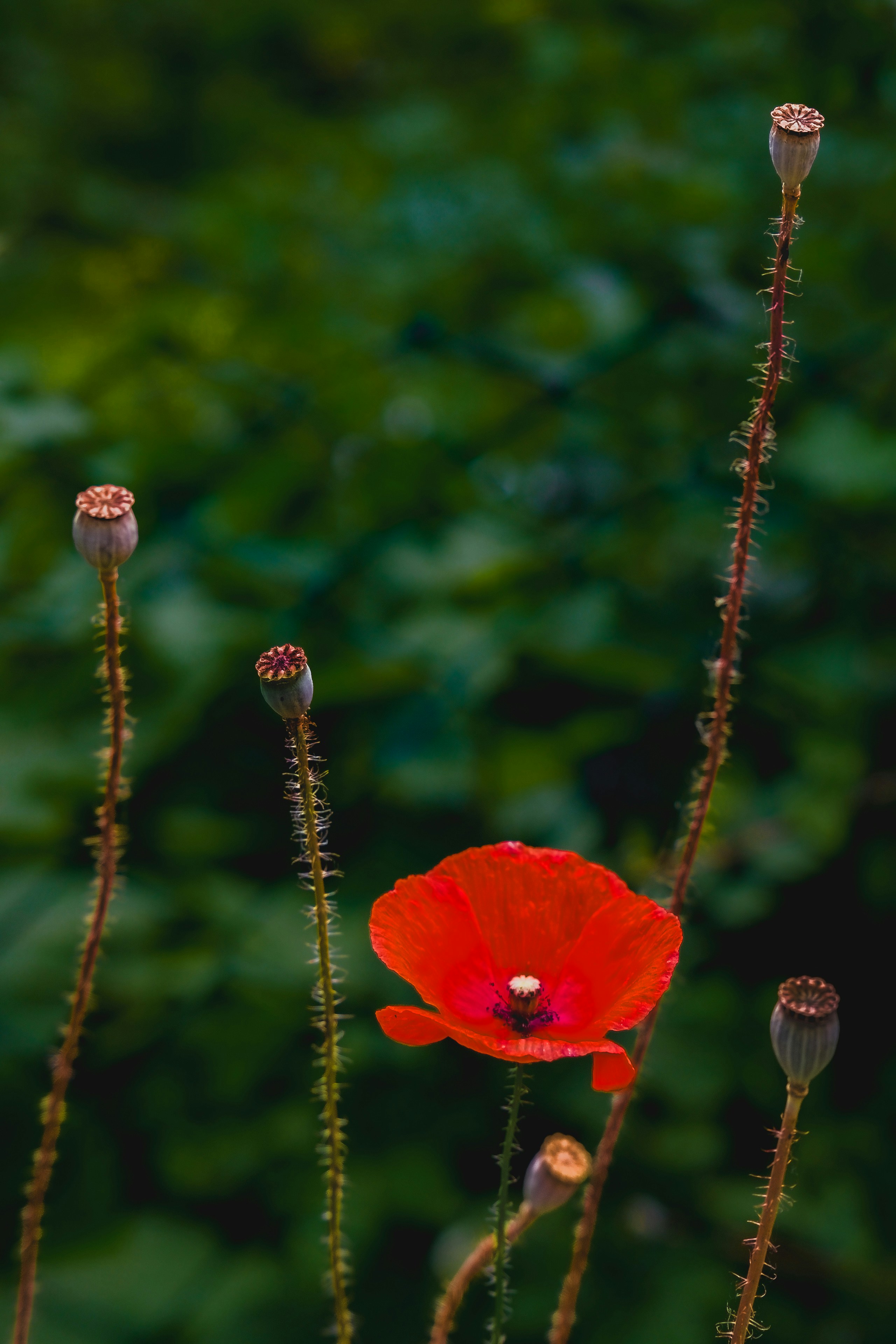 Red Poppy Rising Through Thorny Stems at Dappled Garden Edge