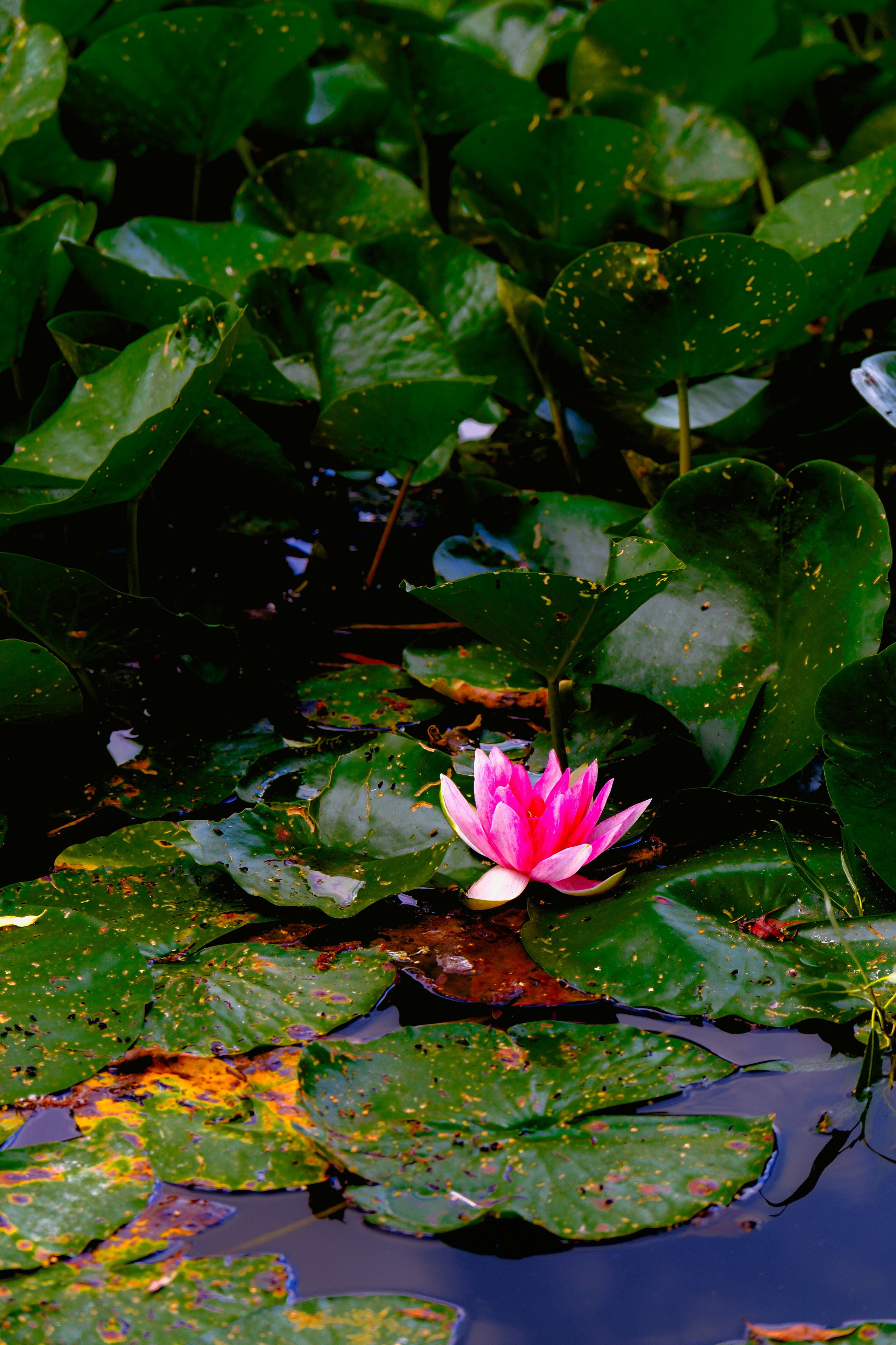 Pink Water Lily in a Quiet Pond Among Emerald Lilypads