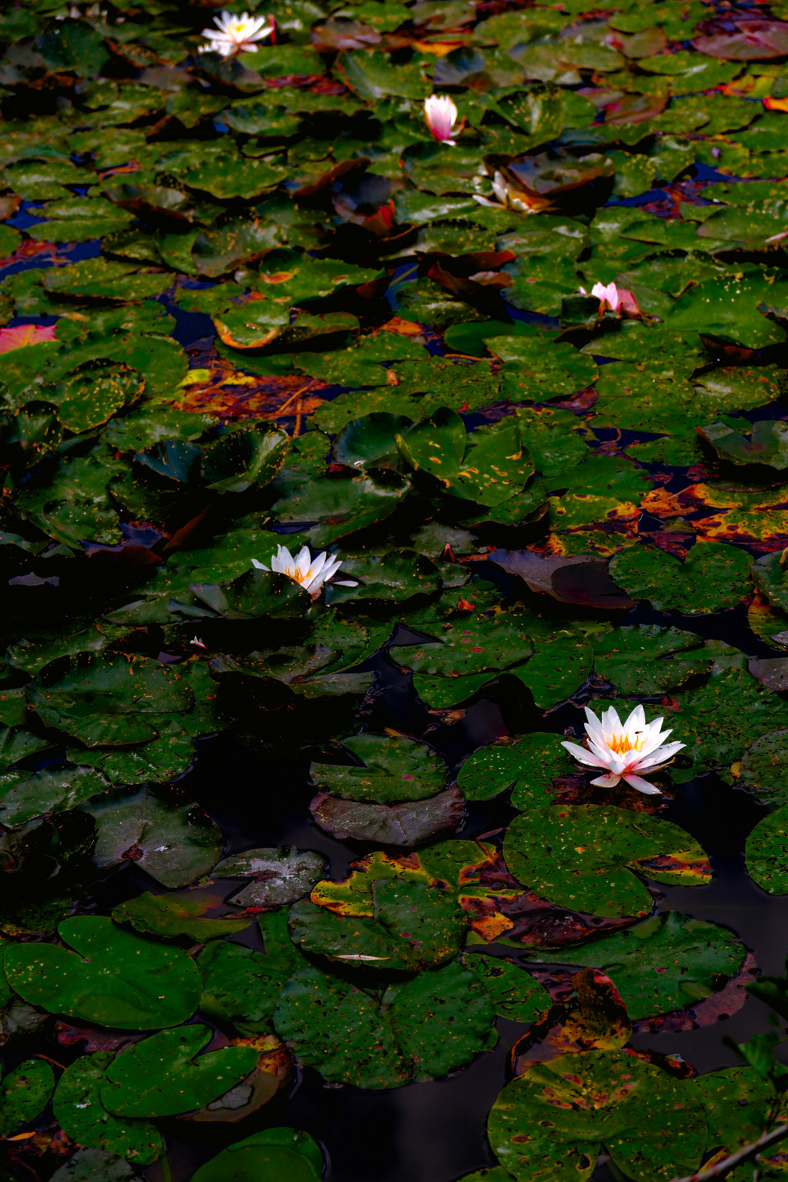 Pink-tinged Water Lilies Break the Surface of a Quiet Pond