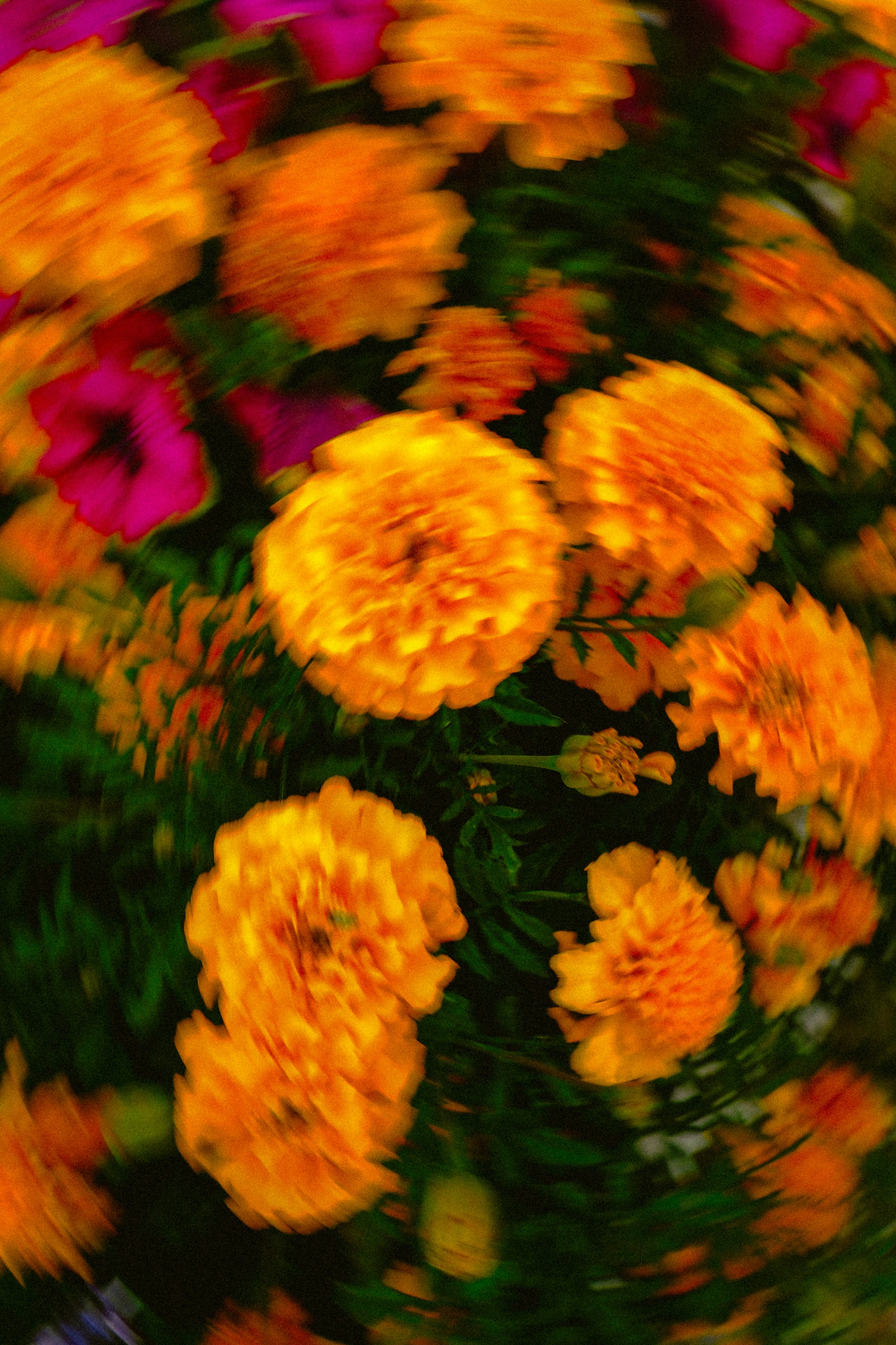 Vibrant Marigold Burst: Hot Orange Blossoms in Motion