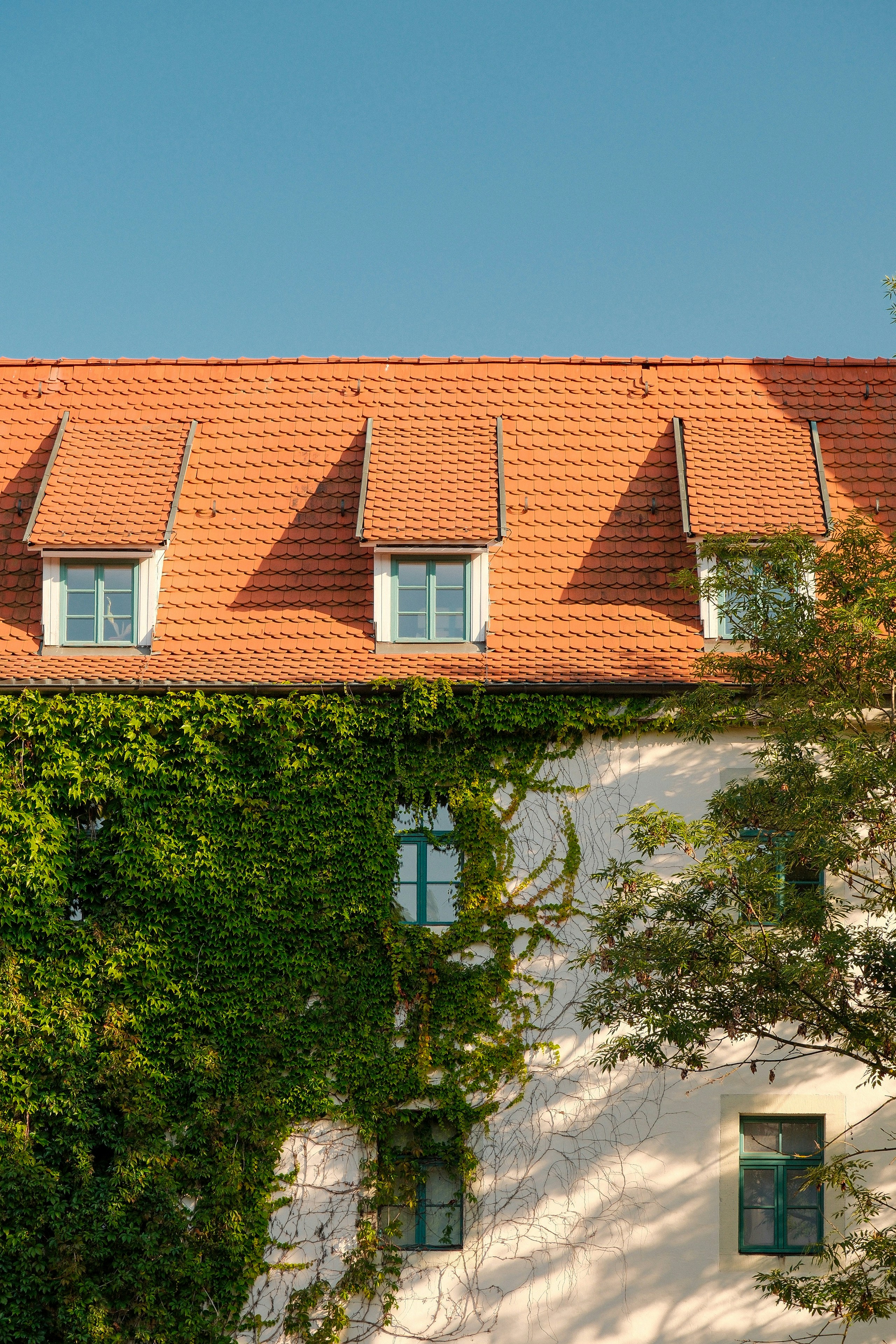 Sunlit Rooftops and Ivy: A Quiet Facade with Vertical Greenery
