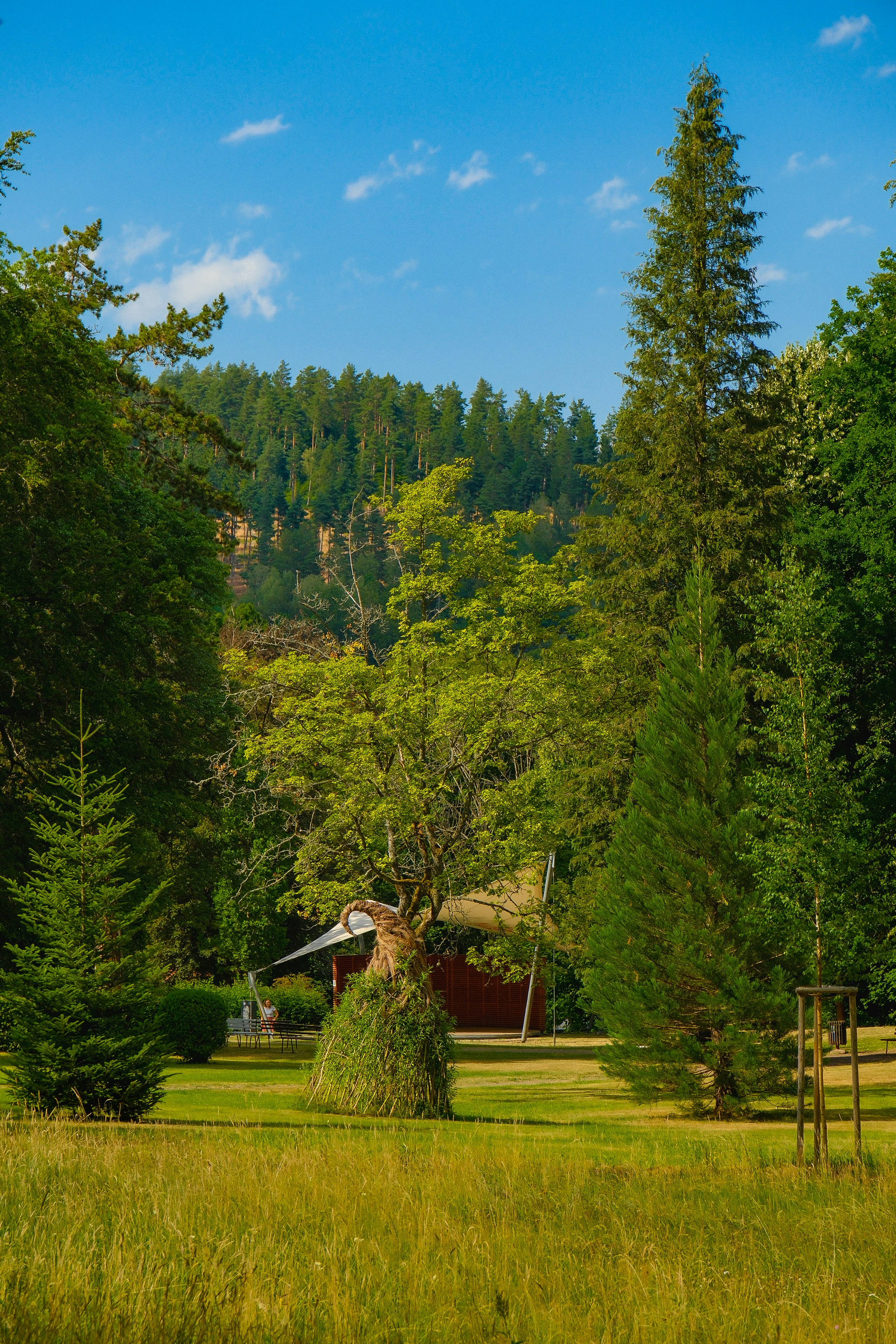 Sunlit Clearing with Sculpted Trees under a Blue Sky