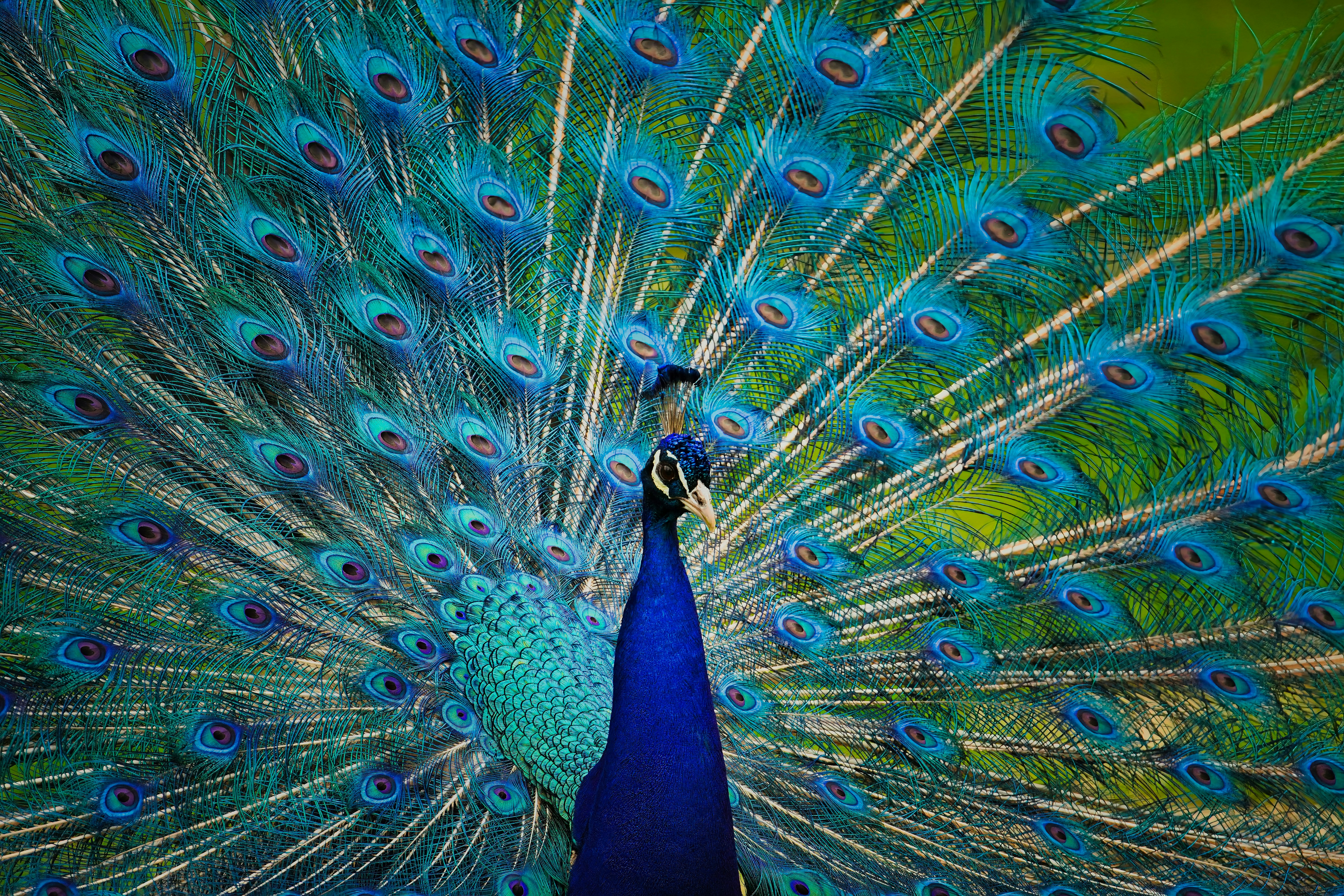 Emerald Crown: A Peacock’s Fanned Symphony