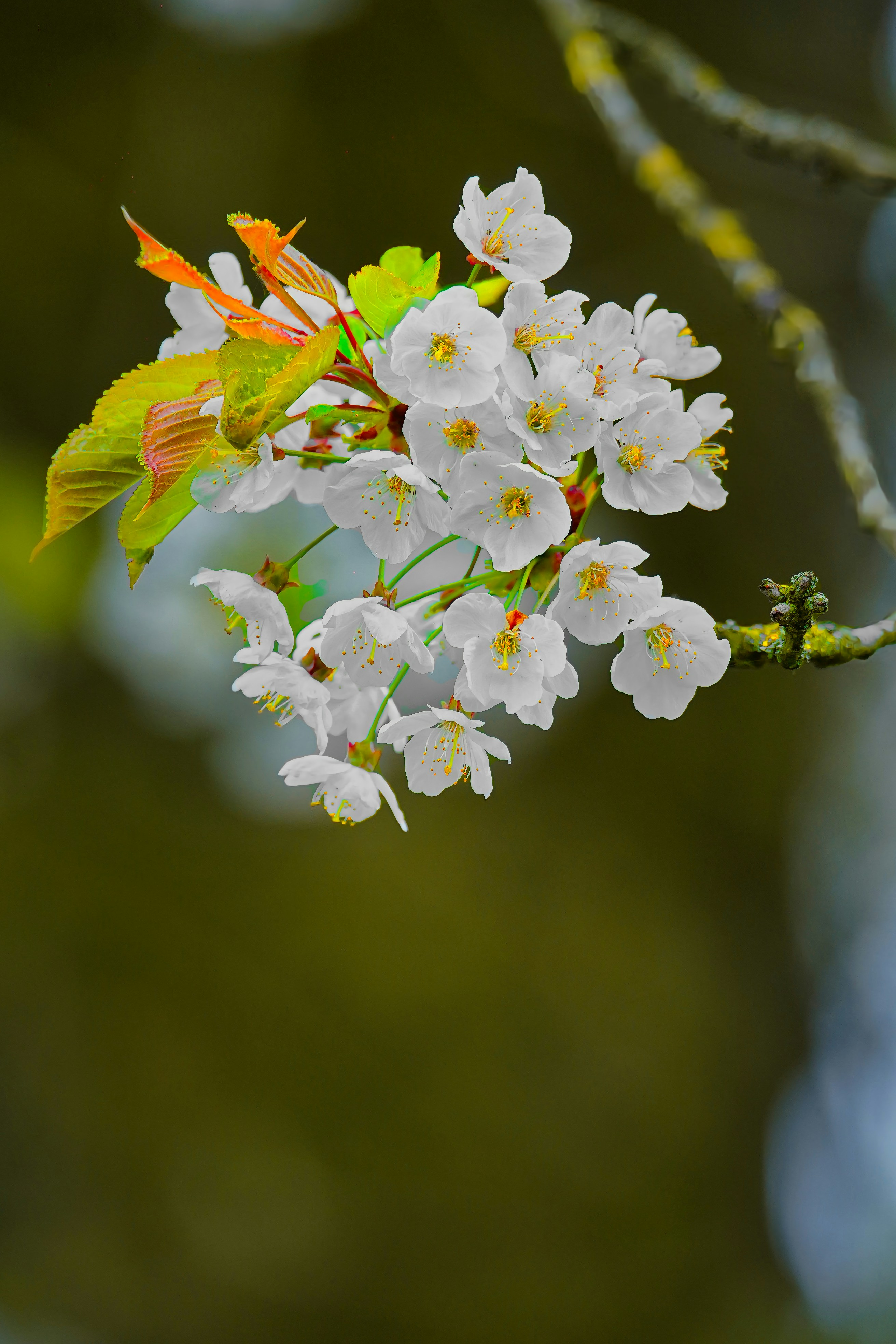 White blossom bouquet on a sunlit branch against a blurred garden backdrop