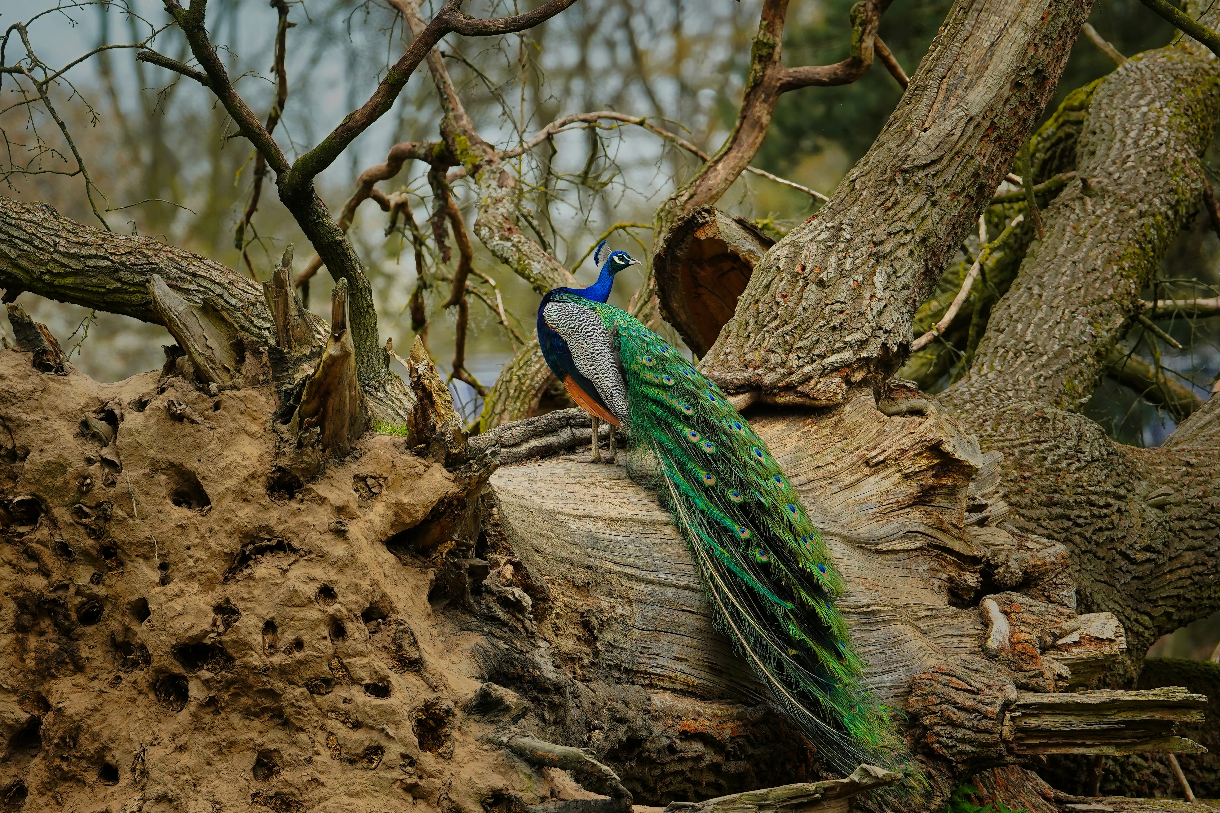 Emerald Crest on Weathered Drift: A Peacock Perches Amid Tangle of Roots