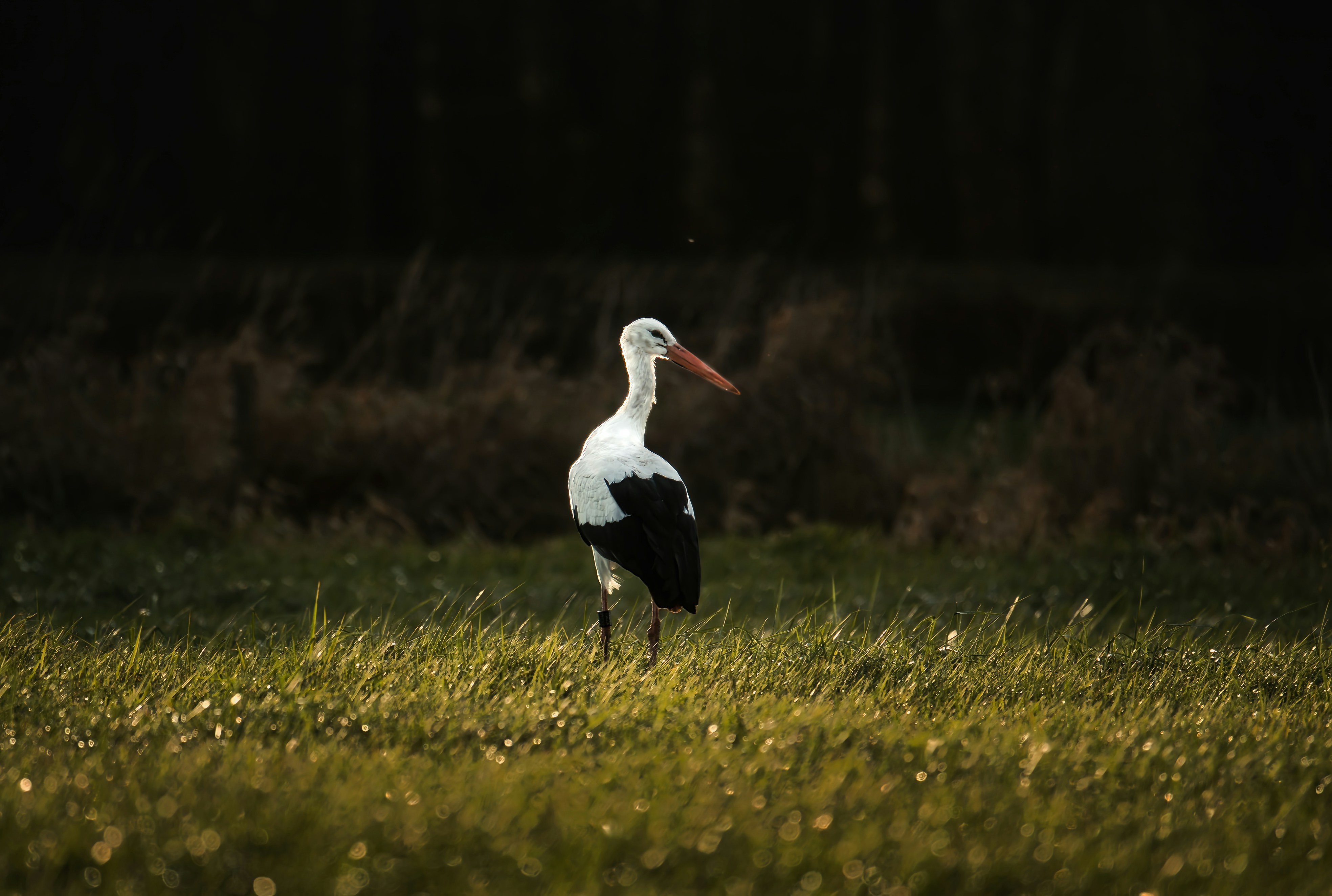 Stork at Dusk: A solitary silhouette in sunlit meadow