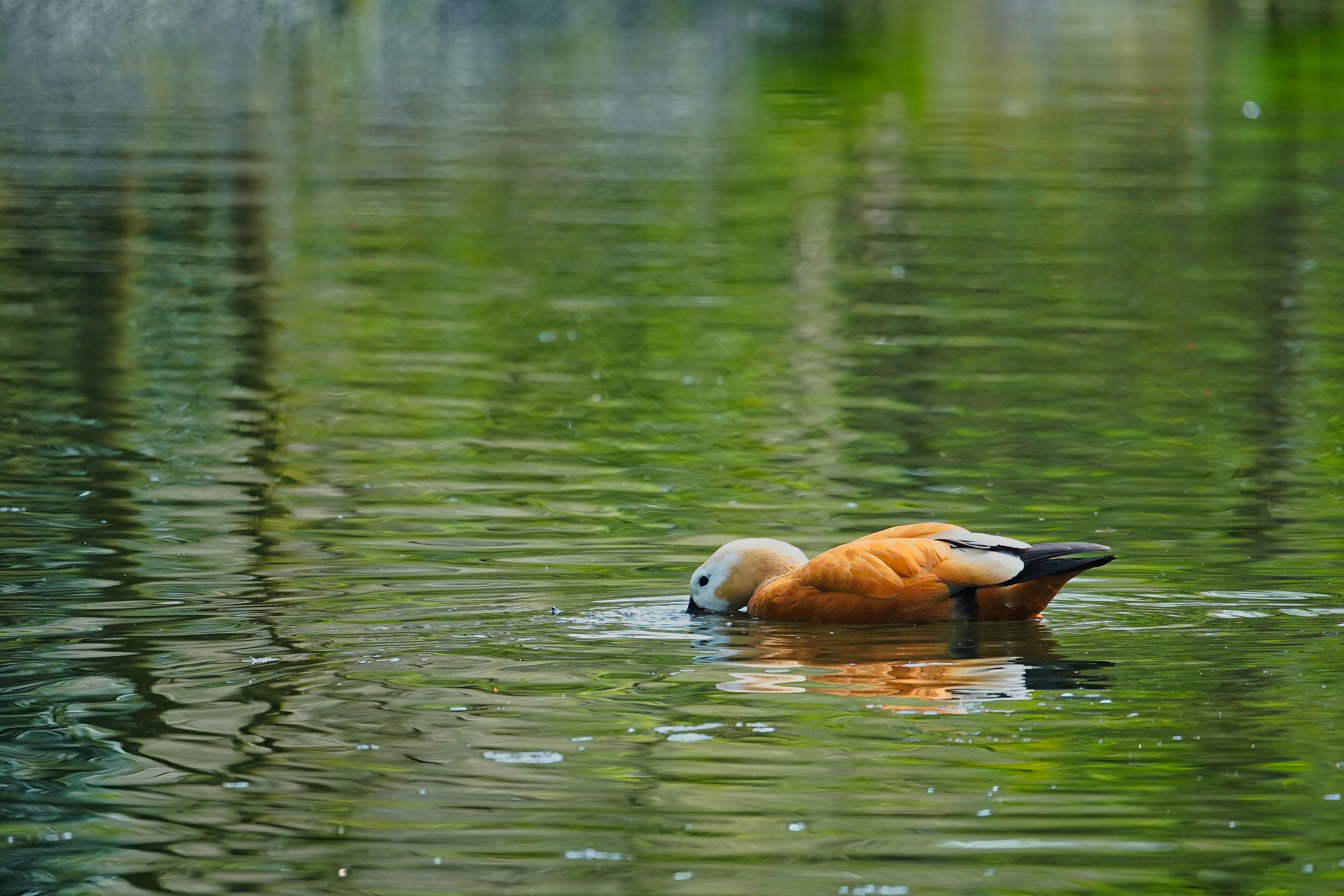 Golden-molded Duck Gliding Across Glassy Pond