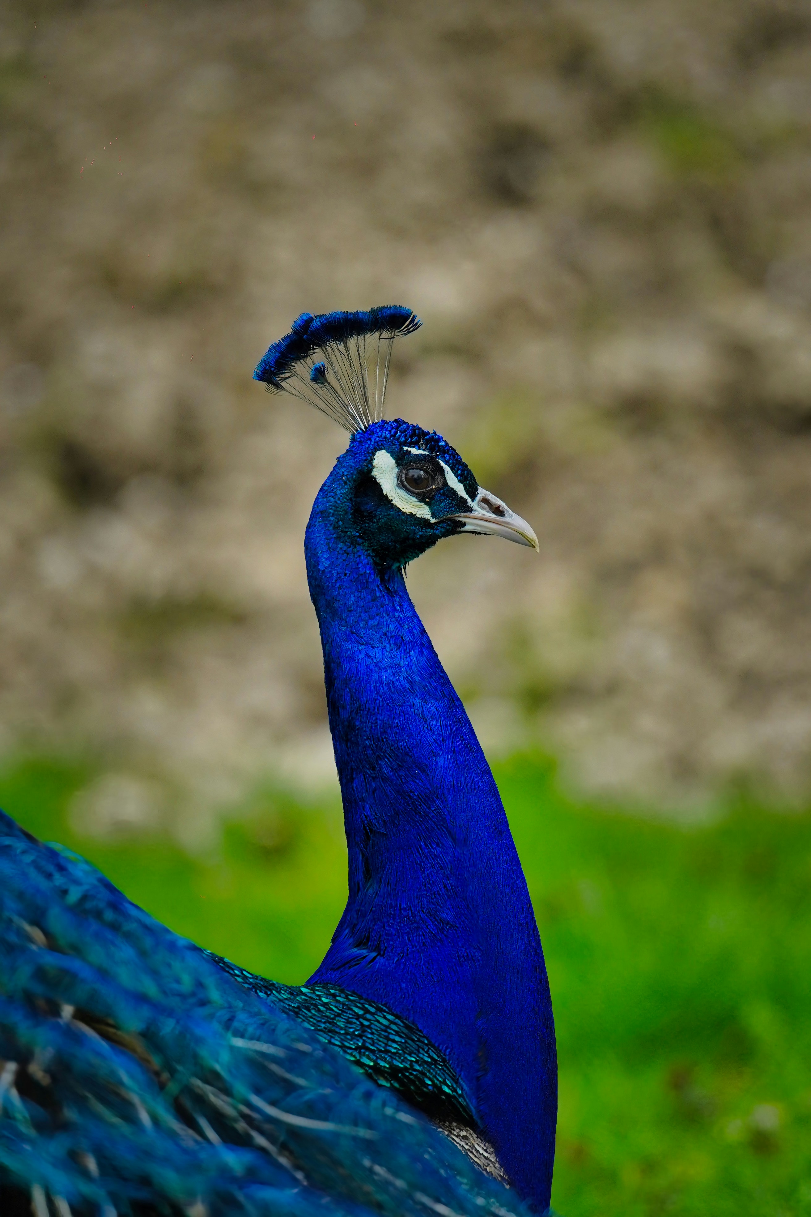 Cobalt Crest: The Peacock’s Crown in Focus