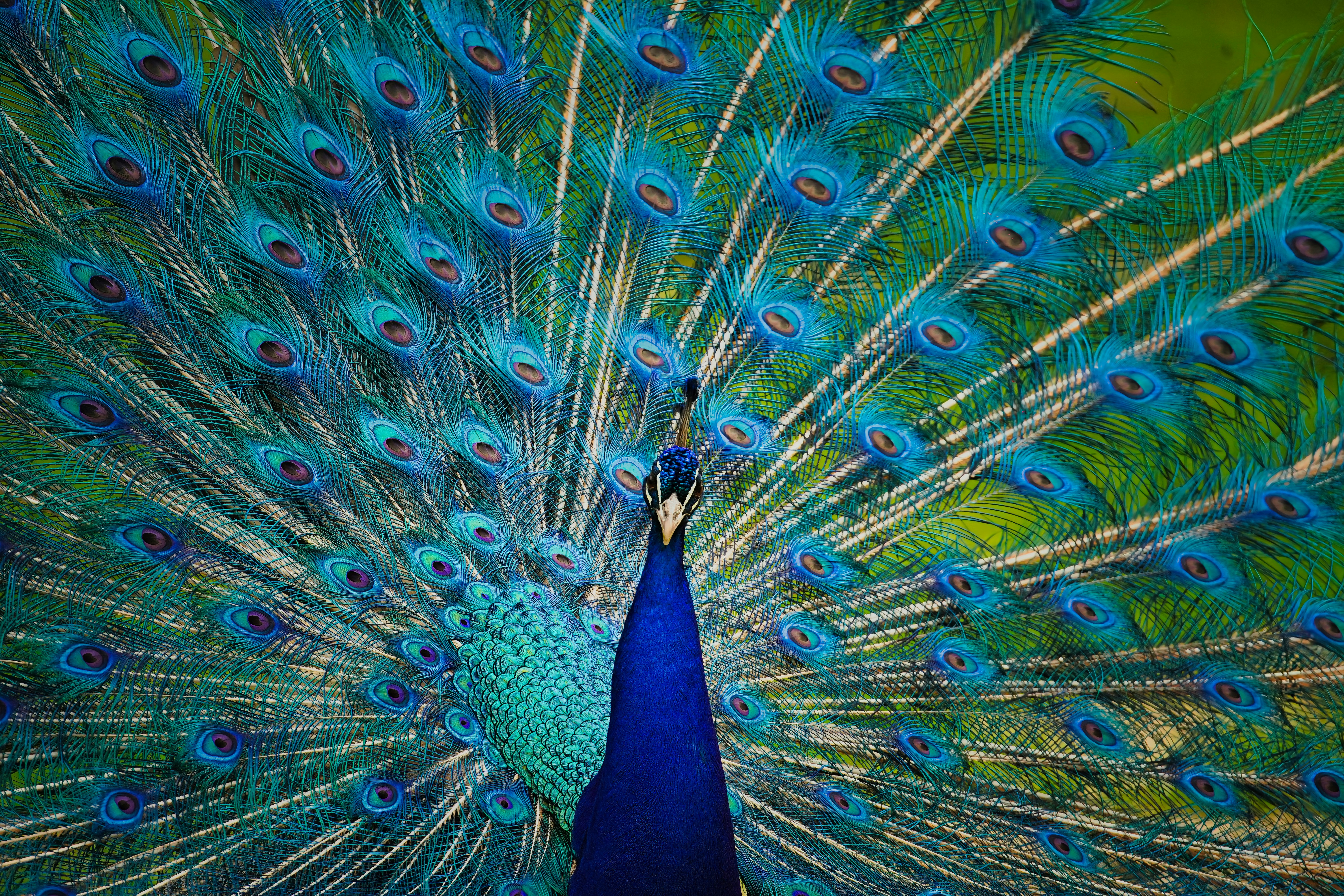 Emerald Crest: A Peacock’s Radiant Fanunfurled