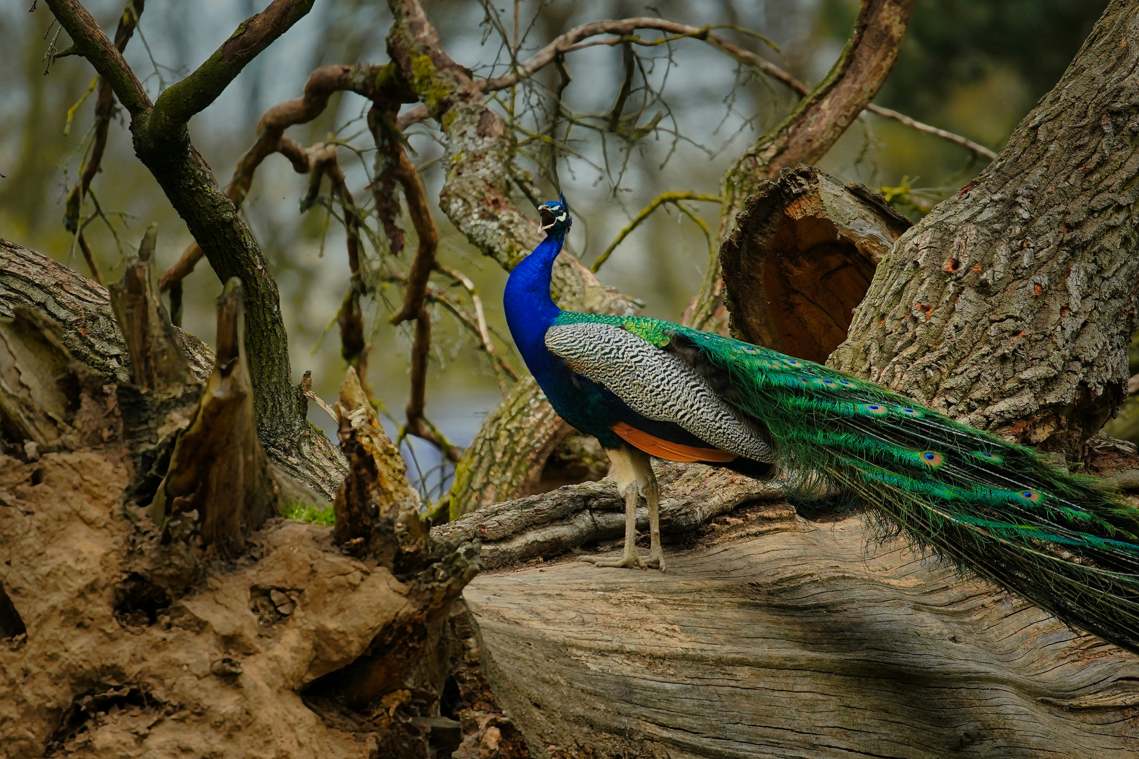 Emerald Crest: A Peacock Pausing Amid Weathered Roots