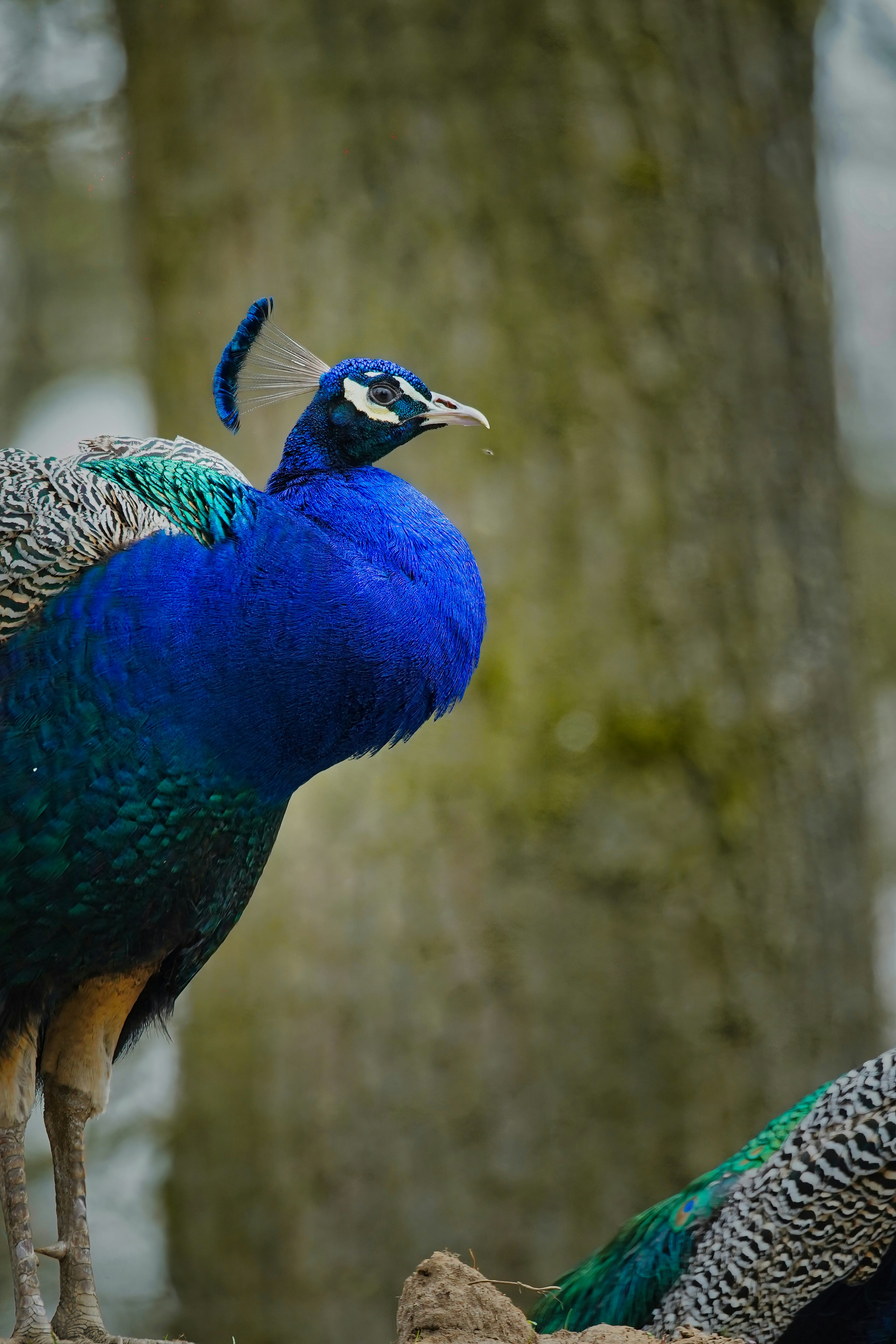 Emerald Crest: A Regal Peacock Paused Before the Forest