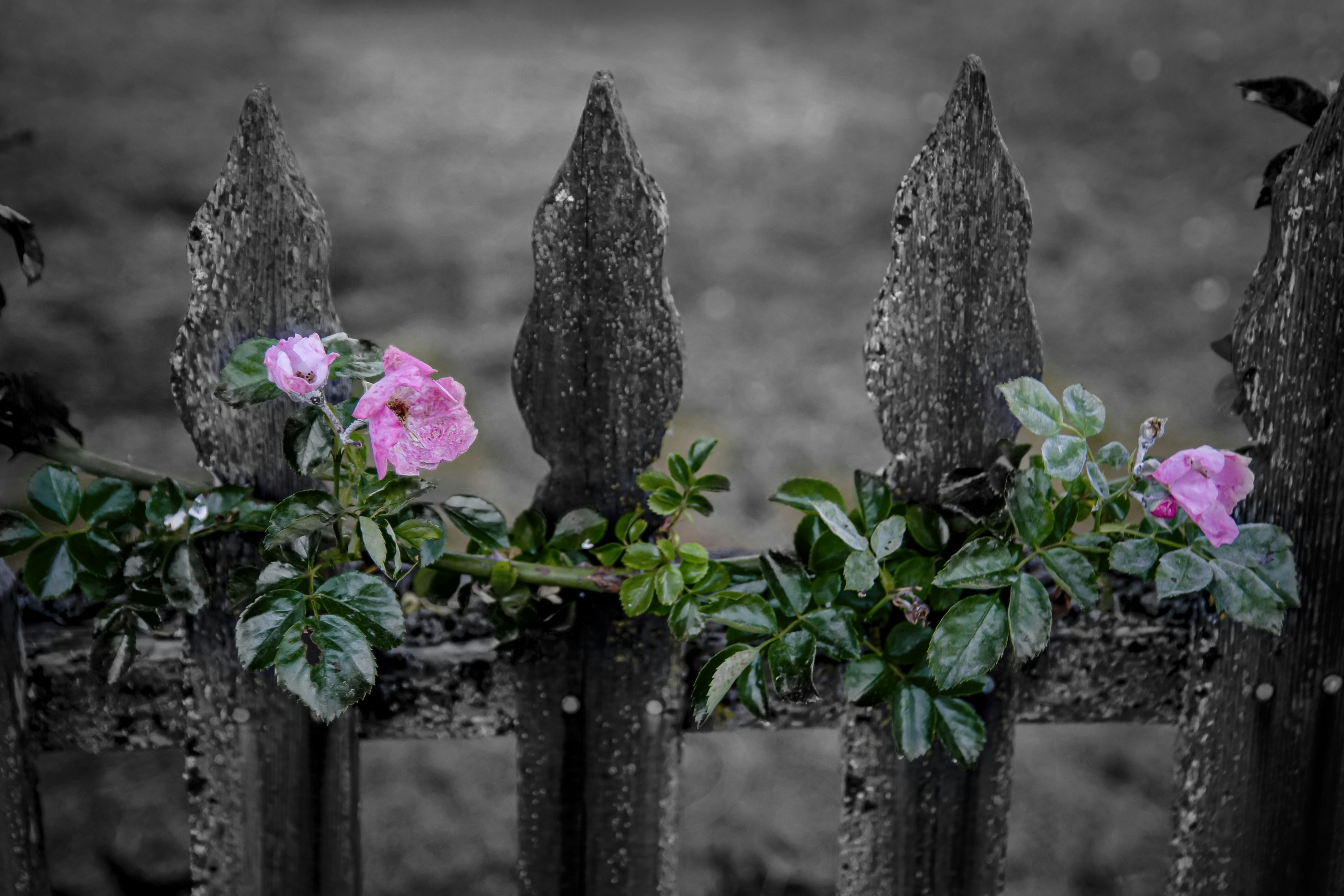 Pink blossoms breaking through iron bars along a weathered fence