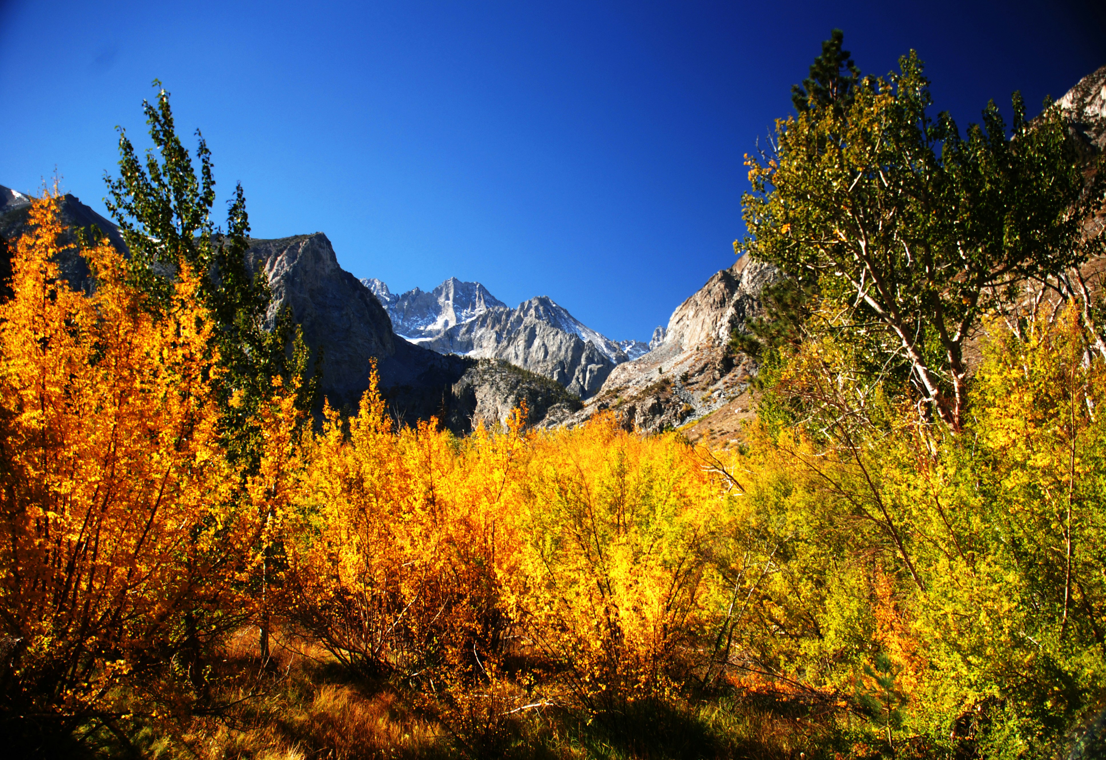 Rows of bright autumn pines lead toward rugged, snow-capped mountains under a deep blue sky. A landscape emphasizing seasonal color and sense of depth.