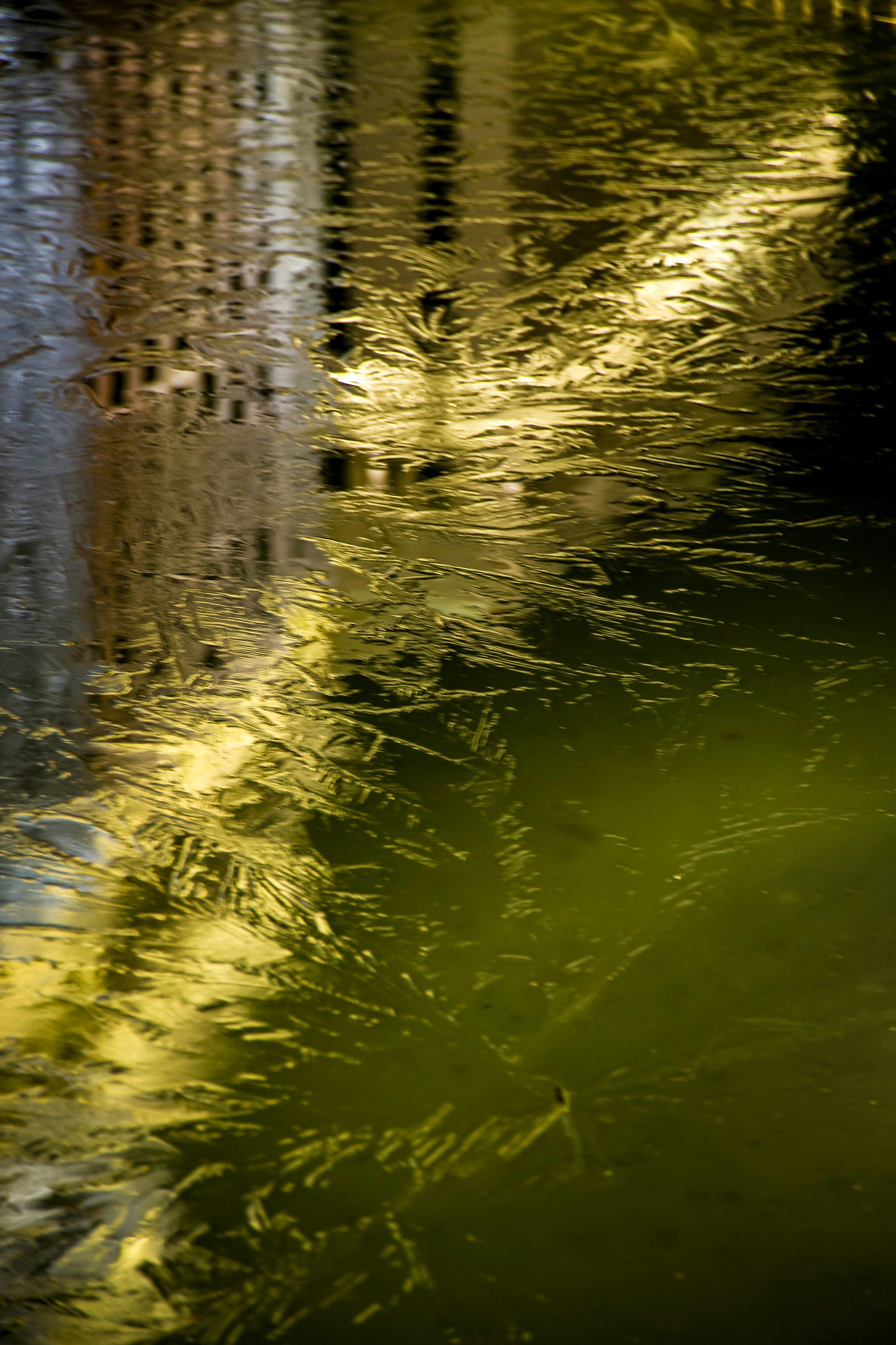 Golden Ripples: Reflections in a Quiet Pond