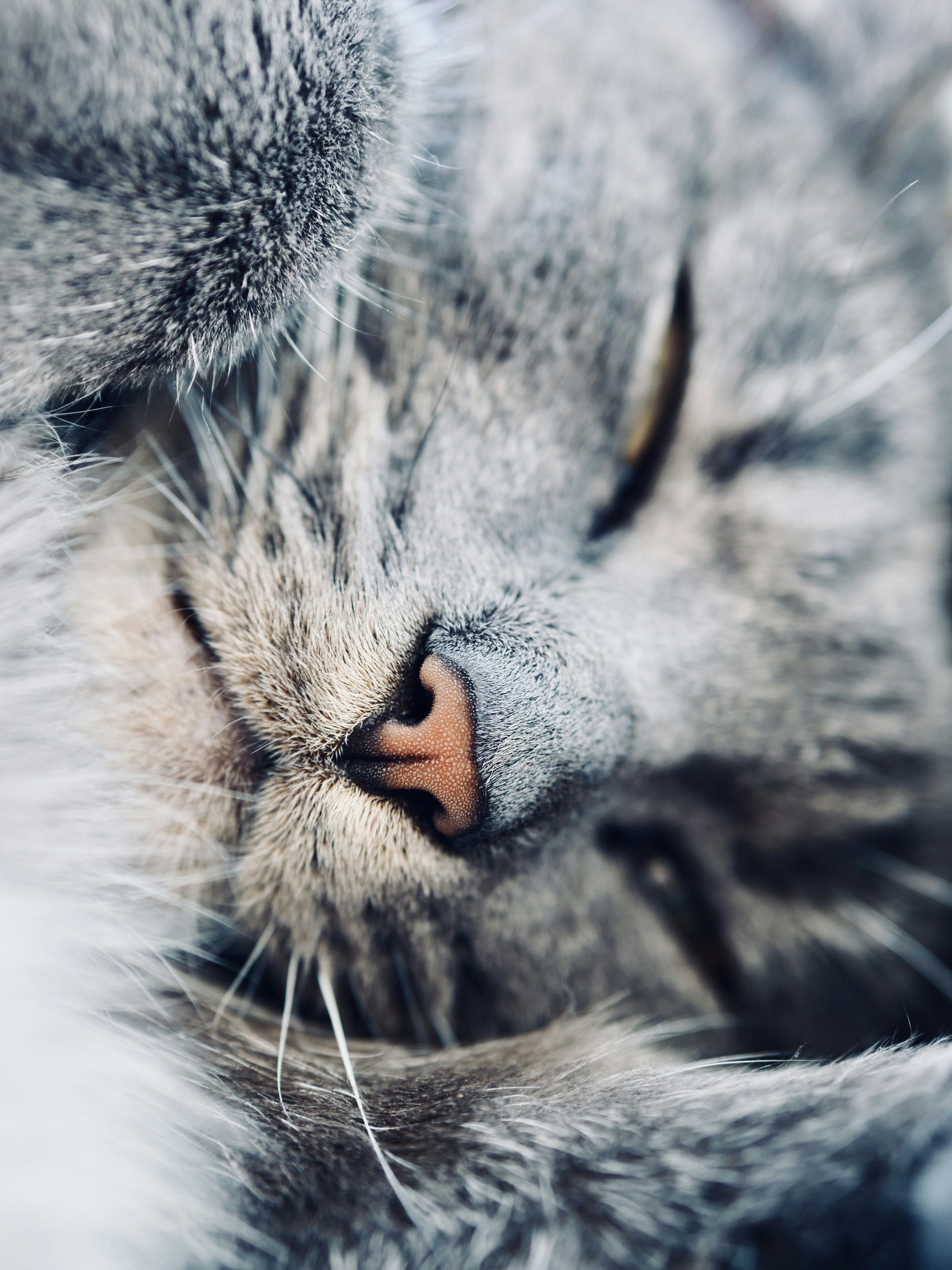 Close-Up of a Sleeping Cat: Soft Fur, Gentle Nose in Focus