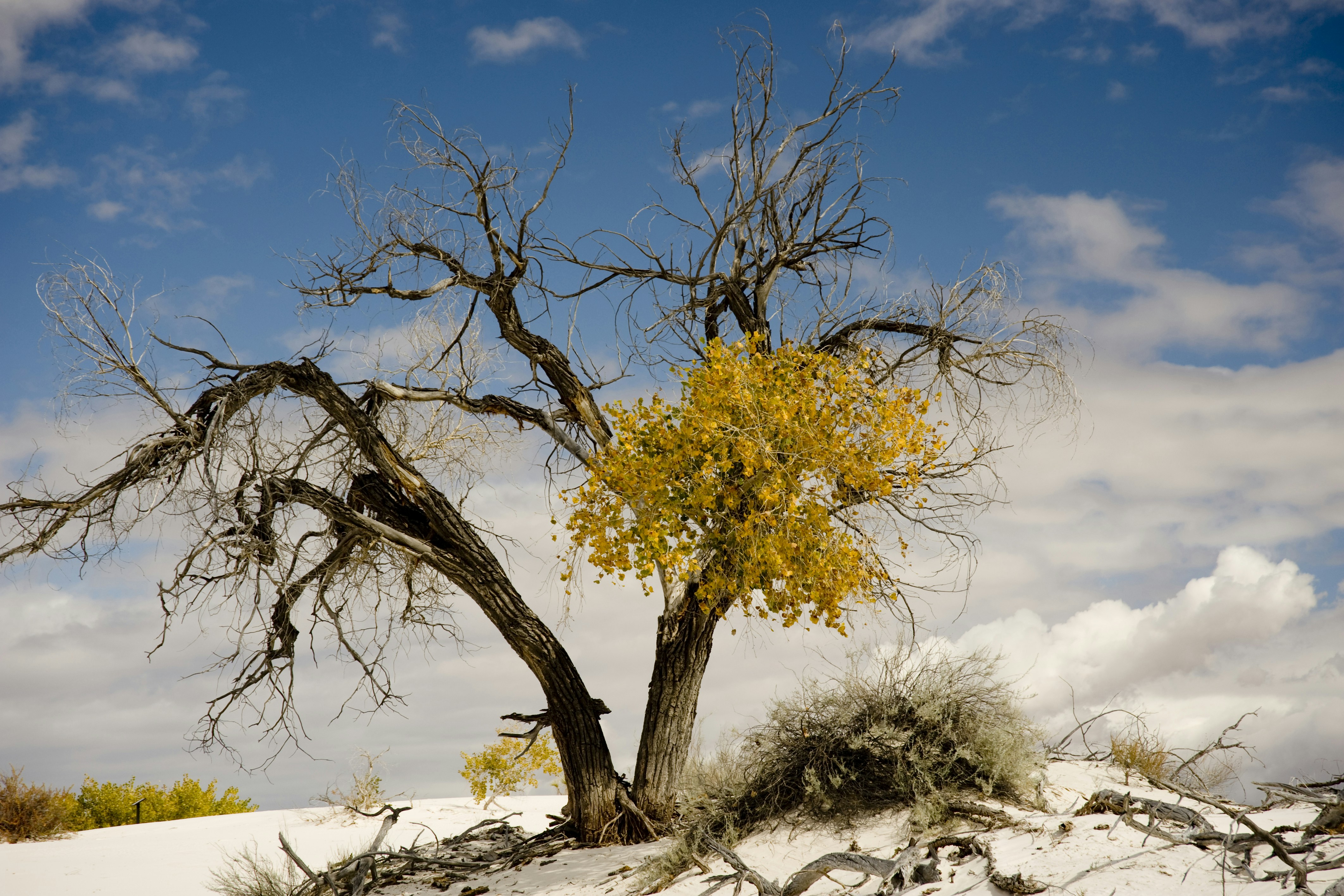 Deserted Judgment: A Gnarled Tree Clinging to Sandy Silence