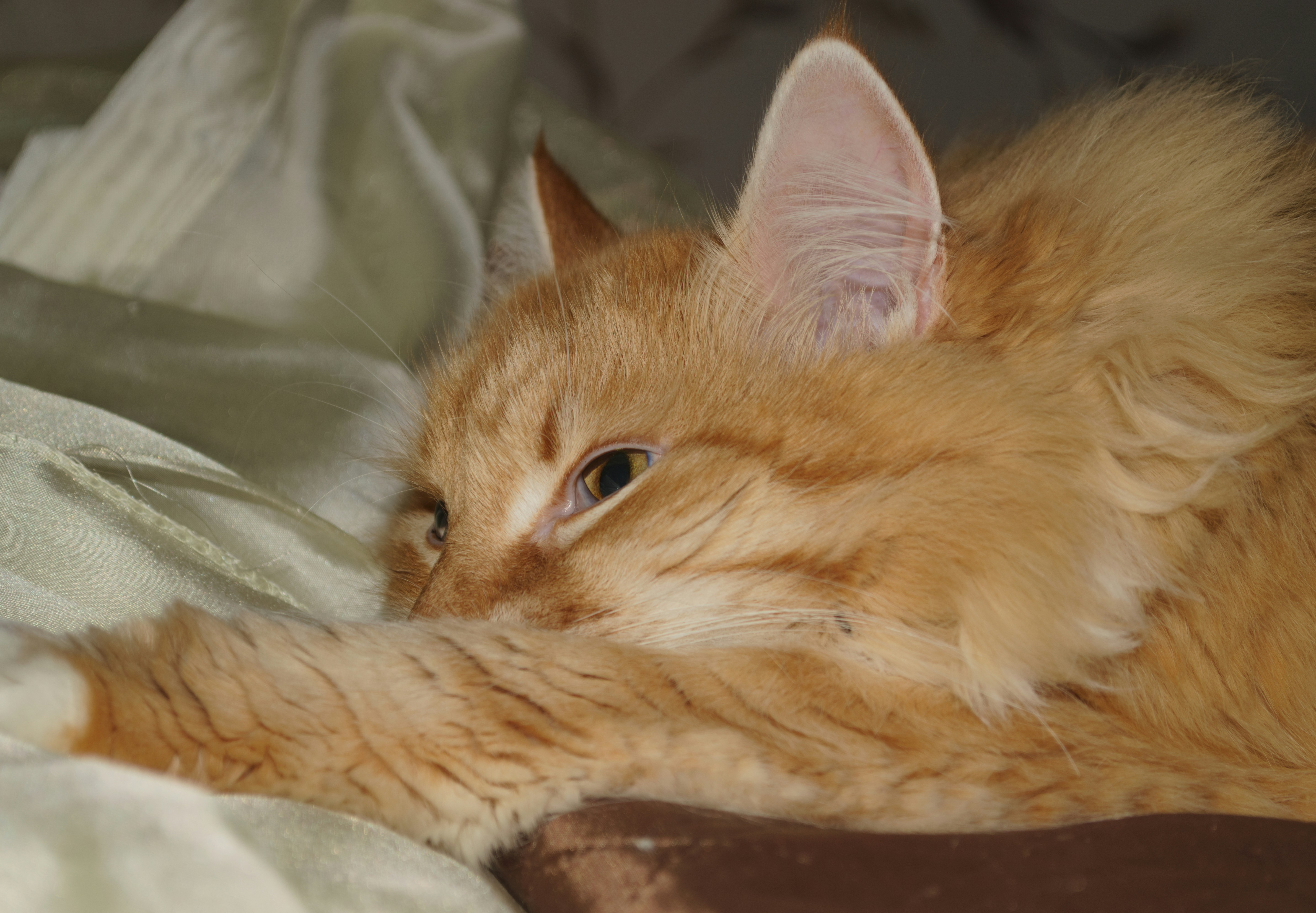 Amber Feline Rest: A Quiet Cat Napping on Soft Fabric