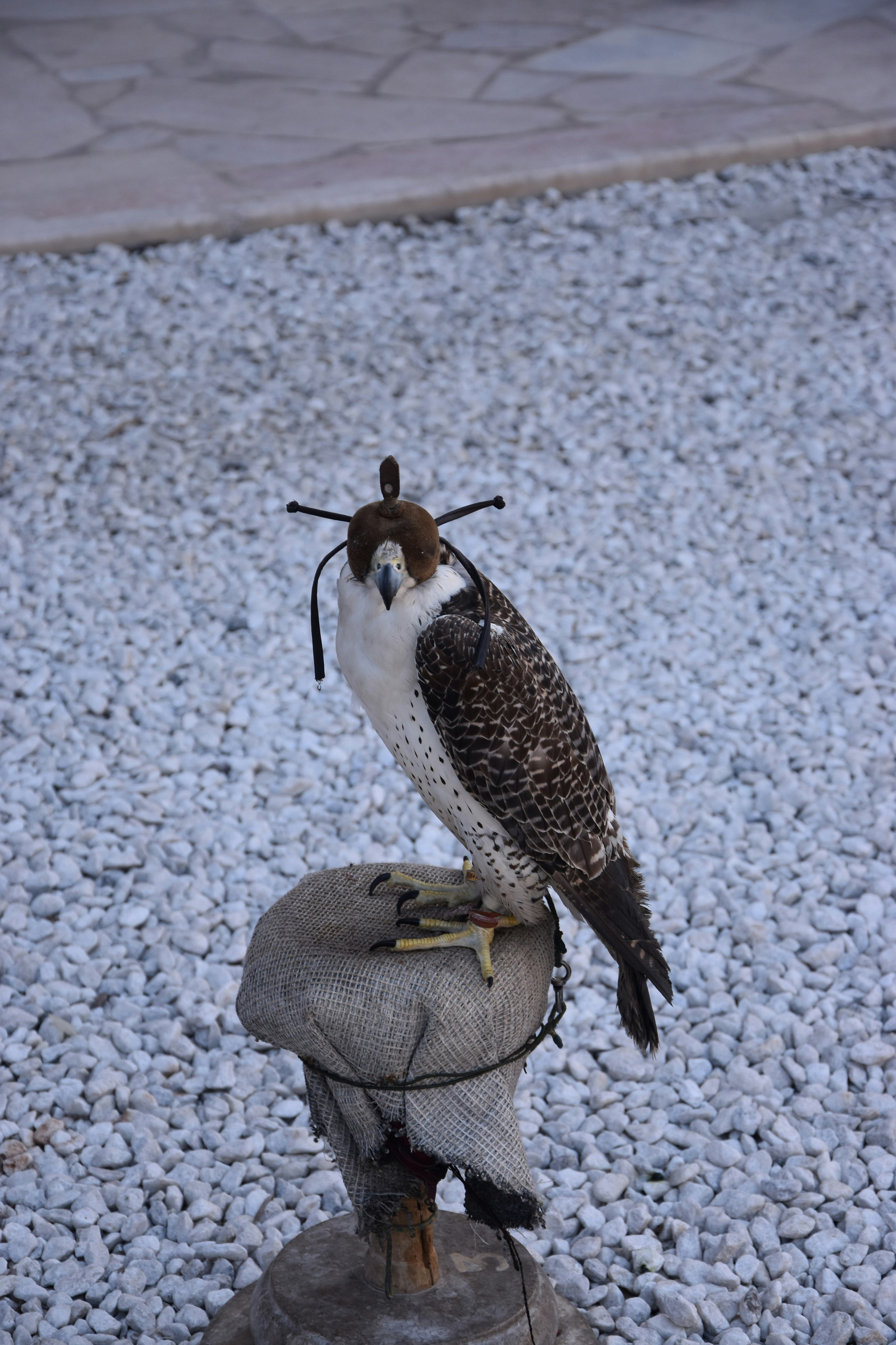 Balanced Peregrine with Looted Lure on a Pebble Pedestal