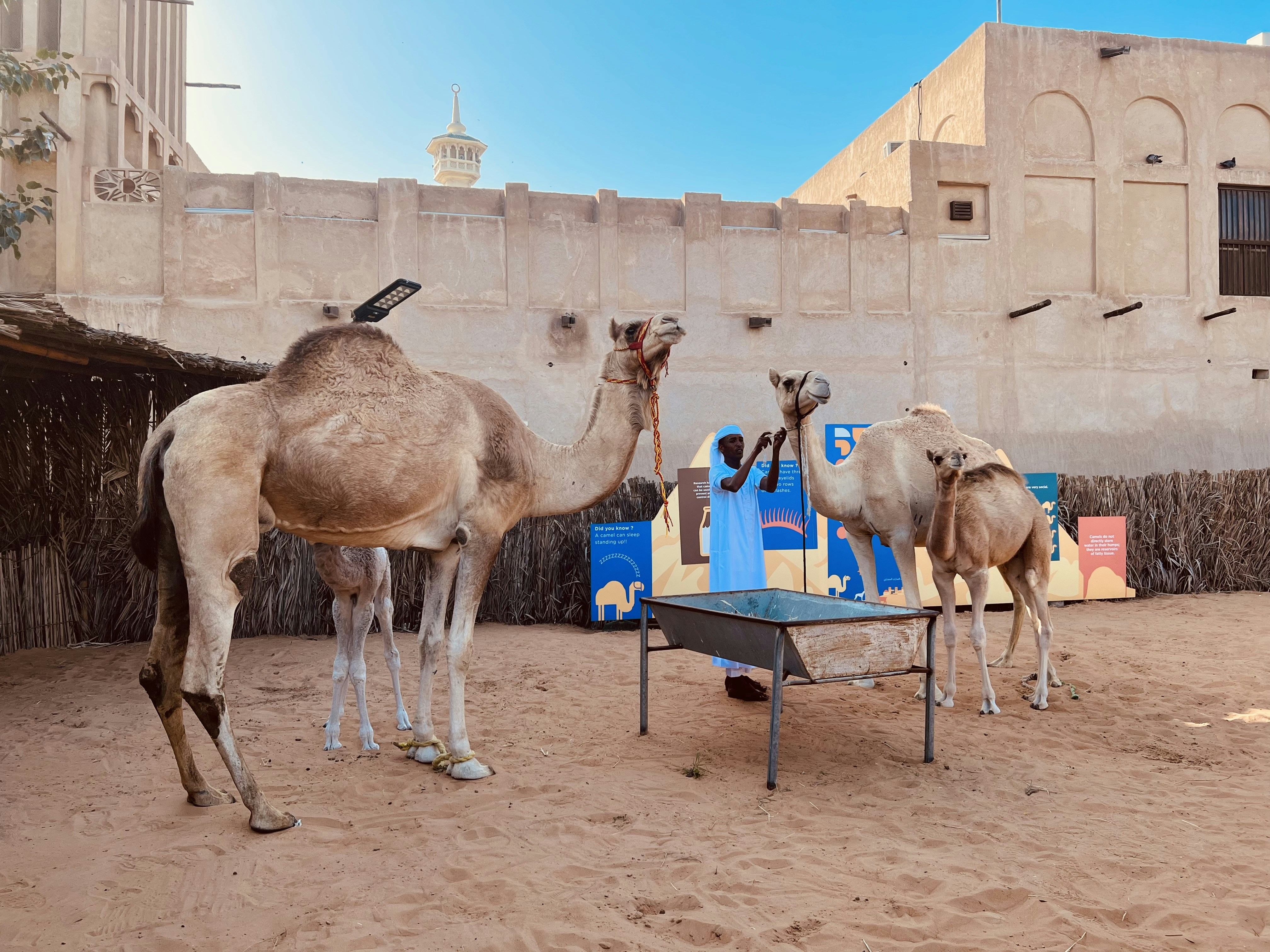 Desert Courtyard Encounter: Two Camels and a Caretaker at Sunset