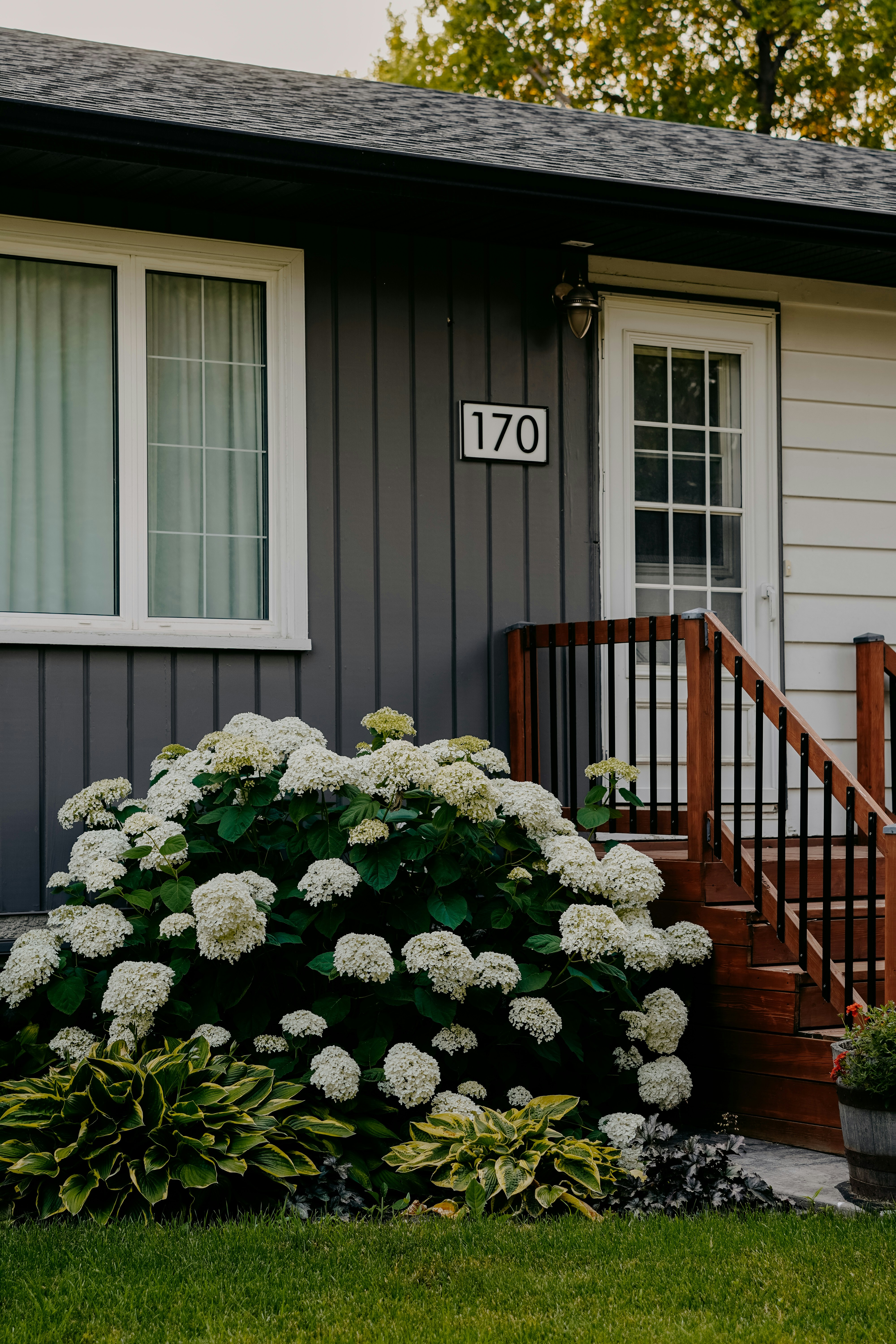 Hydrangea Bloom Shielding the Front Door Numbers