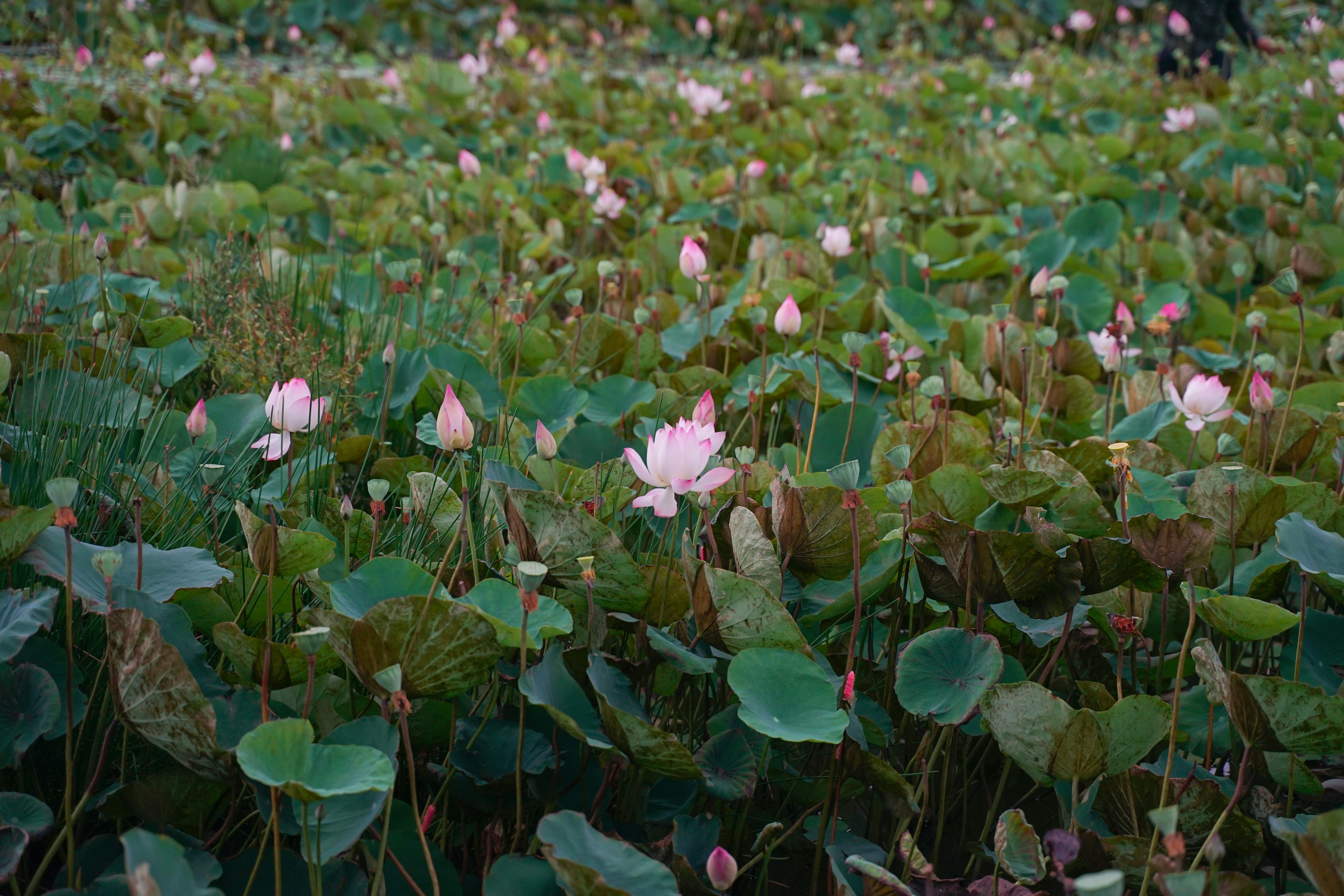 Pink Lotus Bloom Amid Greenwater: A Quiet Meadow of Petals