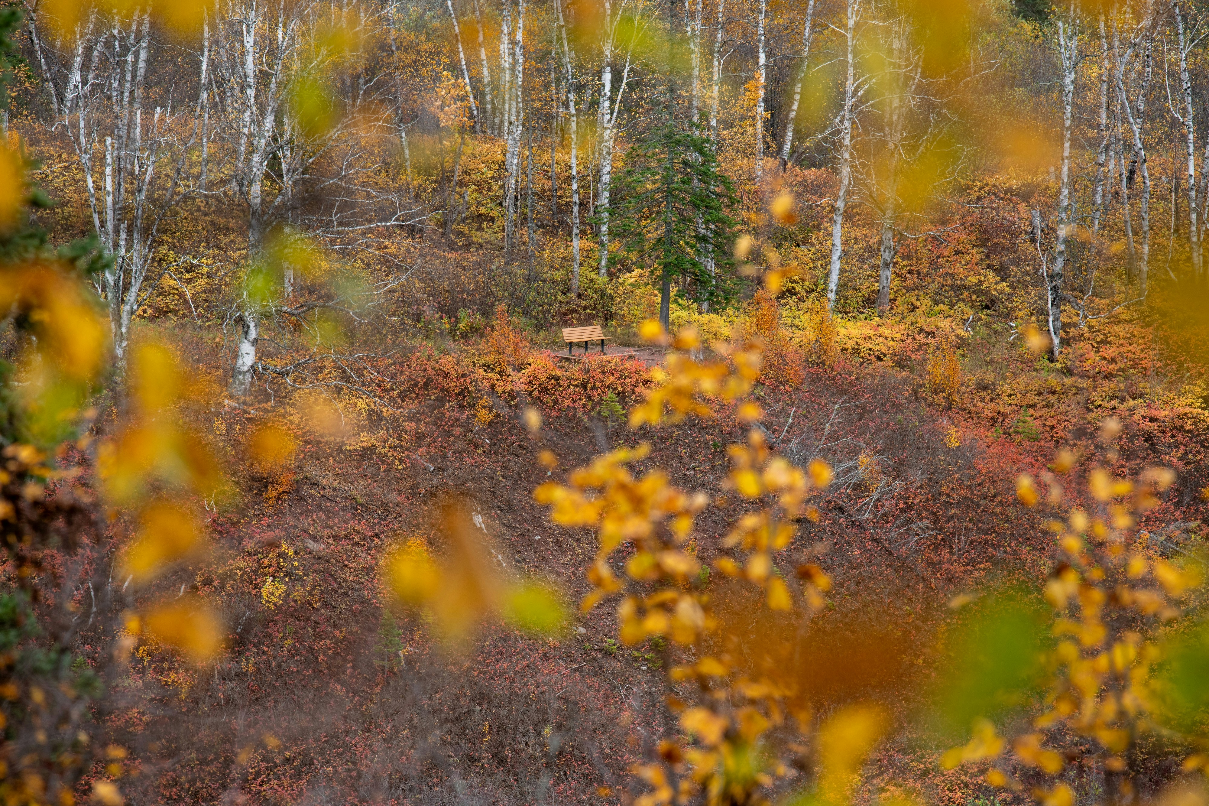 Autumnal forest scene with a distant small house framed by golden and orange foliage; foreground leaves are blurred, creating a painterly depth with a distant treeline and hillside.