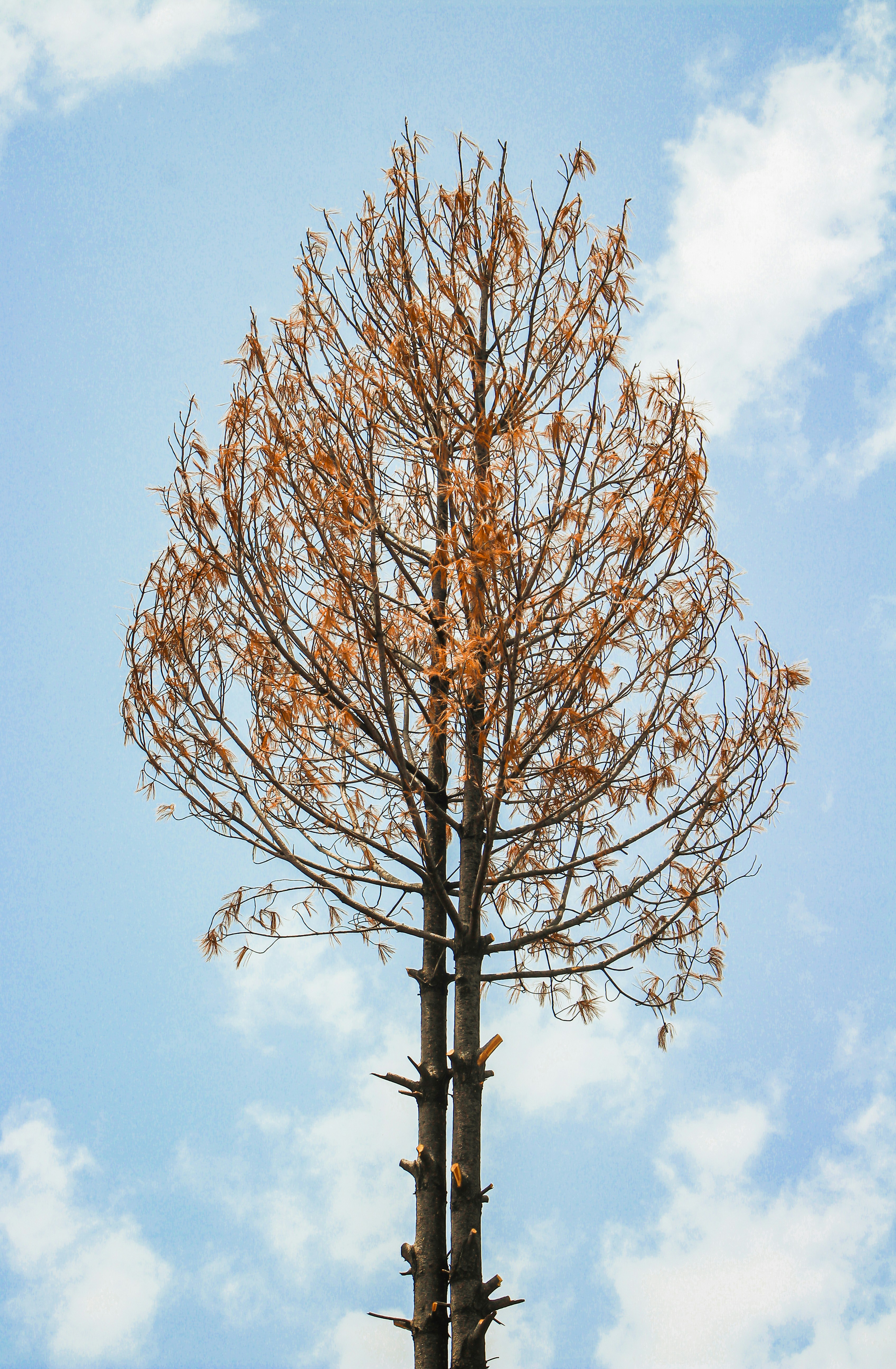 Lonely Linden Reaching Toward the Weekend Sky